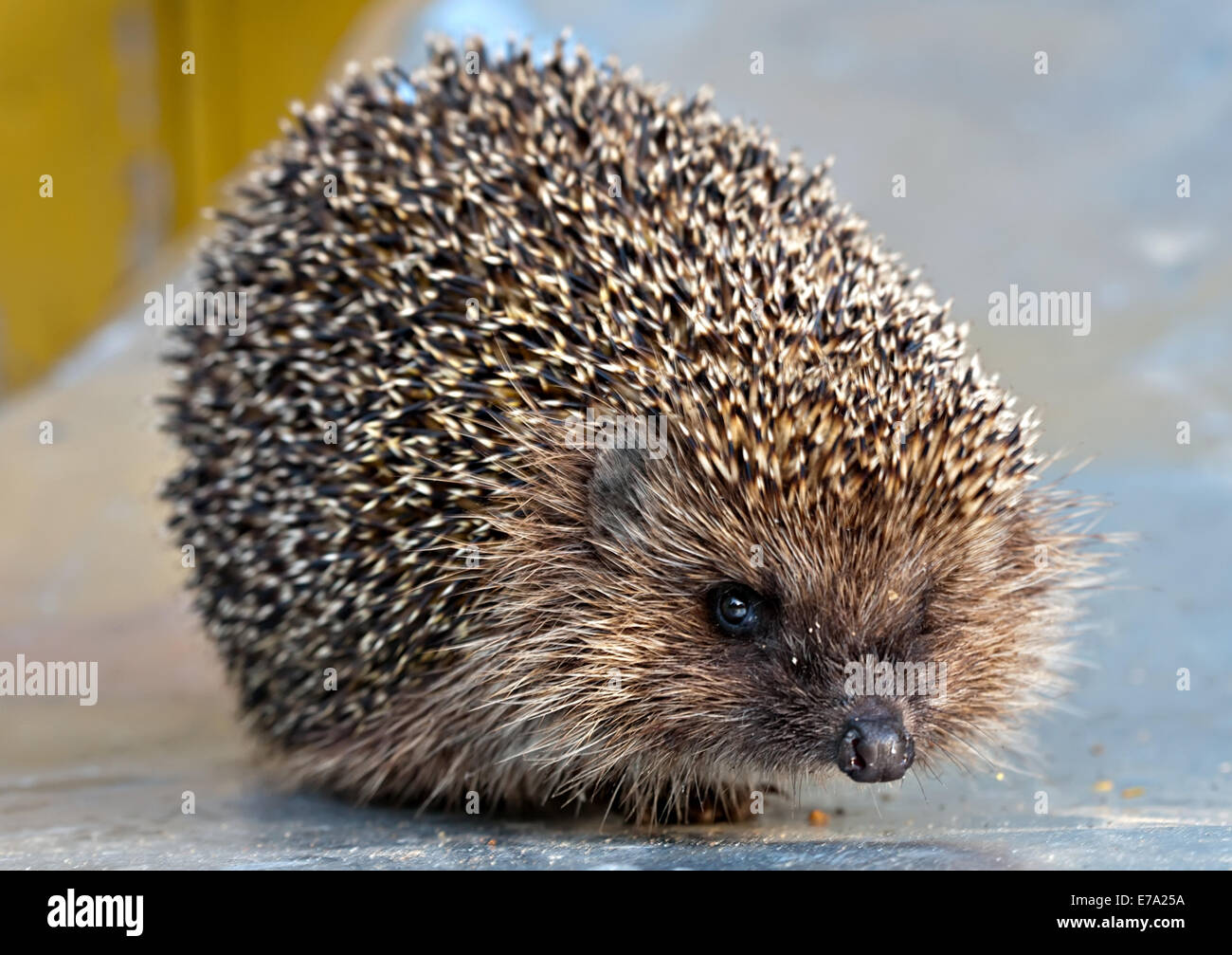 cute full-length European common hedgehog closeup, front view Stock ...