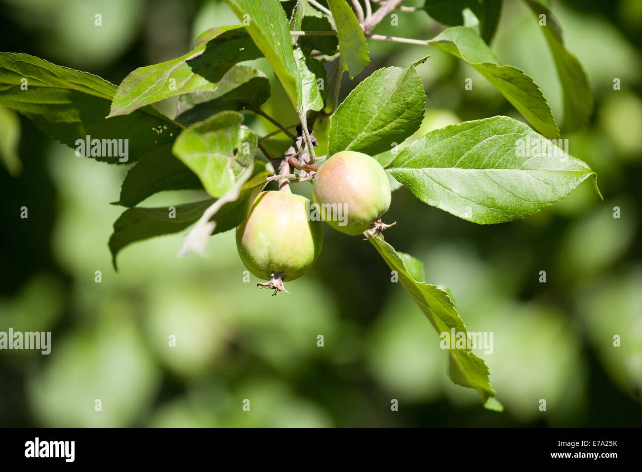 Beautiful apple on branches of tree hi-res stock photography and images ...