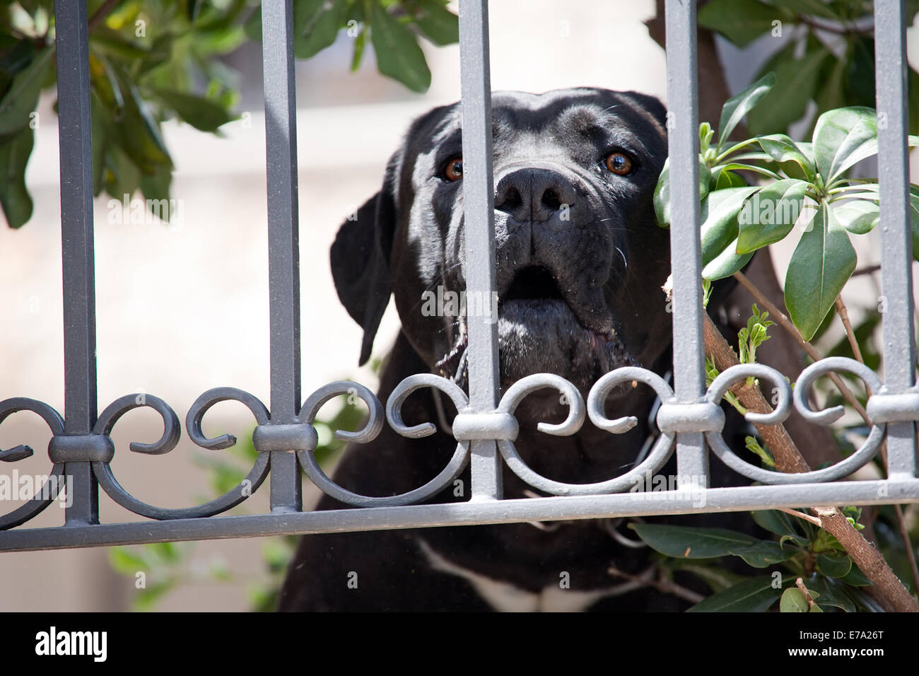 black Labrador Retriever dog snout looking from metal grating bars of ...