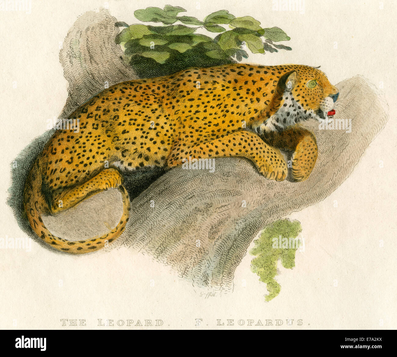 Leopard, Hand-Colored Engraving, 1818 Stock Photo - Alamy