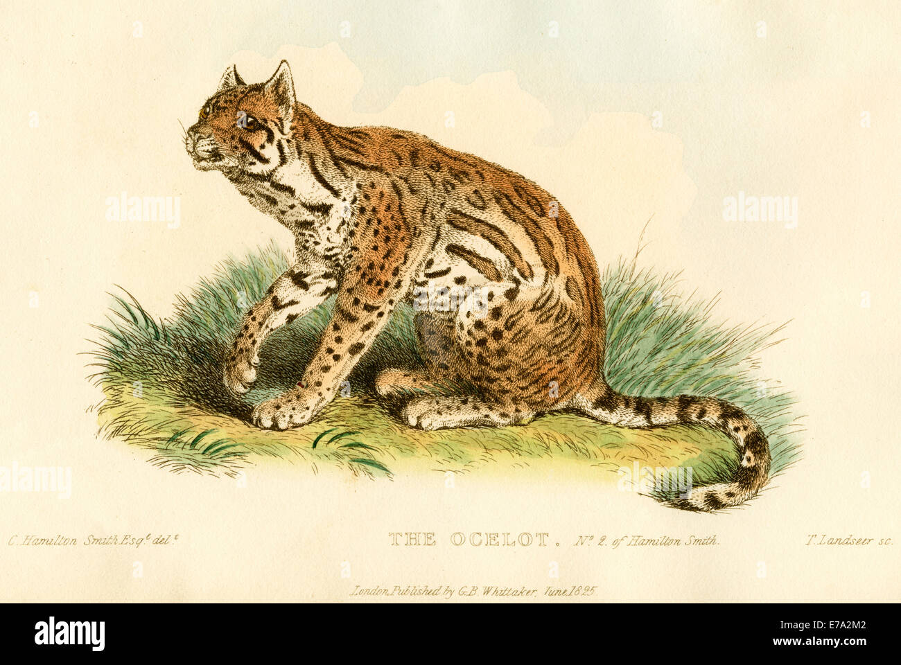 The Ocelot, Hand-Colored Engraving, 1825 Stock Photo - Alamy