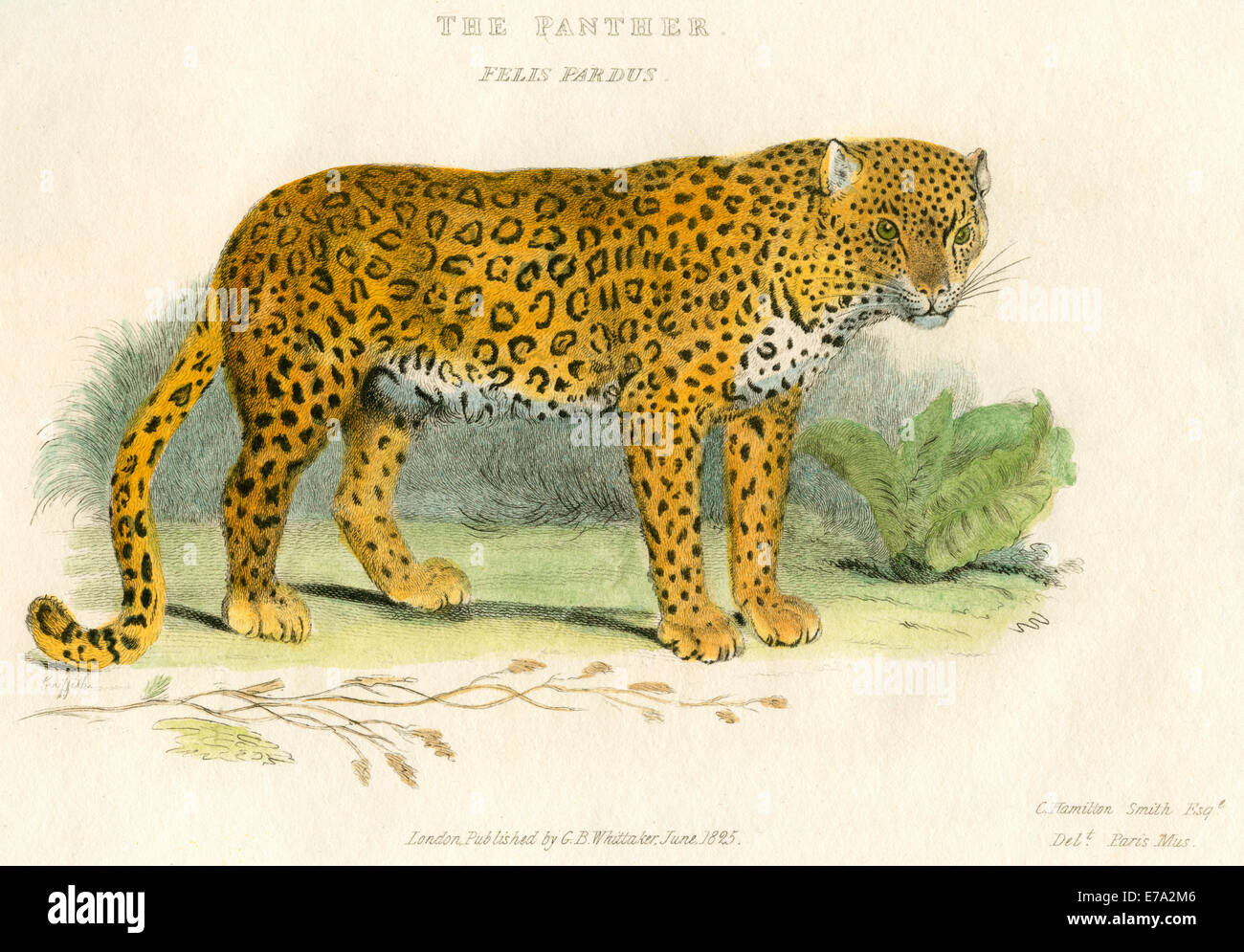 The Panther, Small or Common Variety, Hand-Colored Engraving, 1825 ...