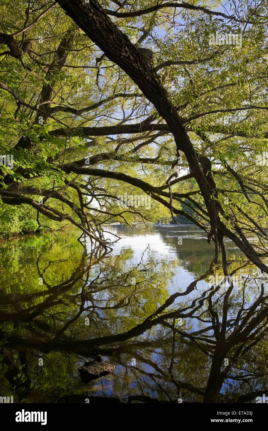 River in the forest with tree branches touching the water Stock Photo ...