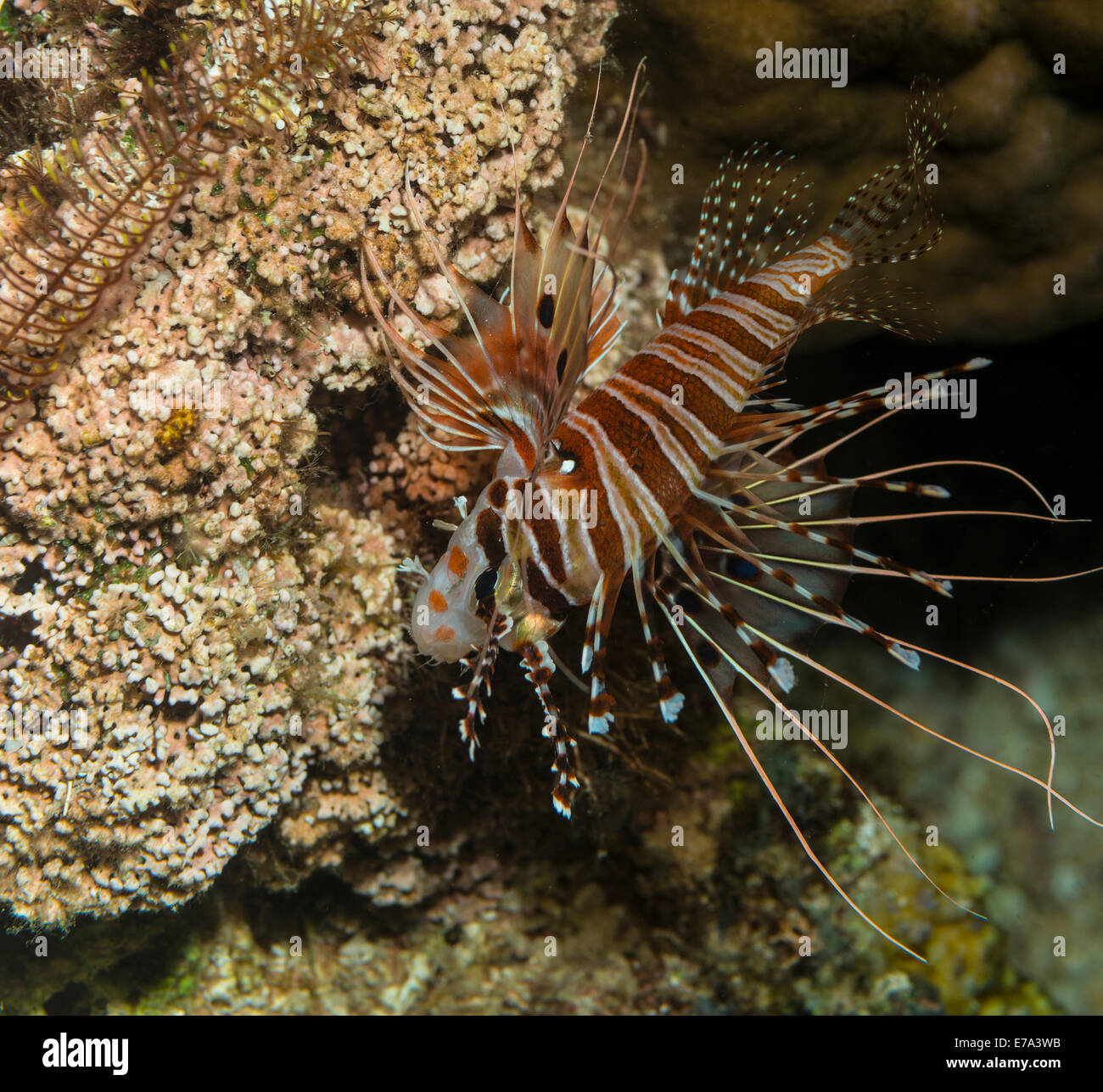 Lionfish - pterois Stock Photo - Alamy