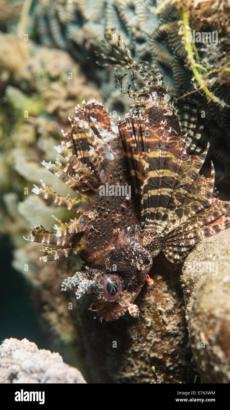 Shortfin lionfish or fuzzy dwarf lionfish (dendrochirus brachypterus ...