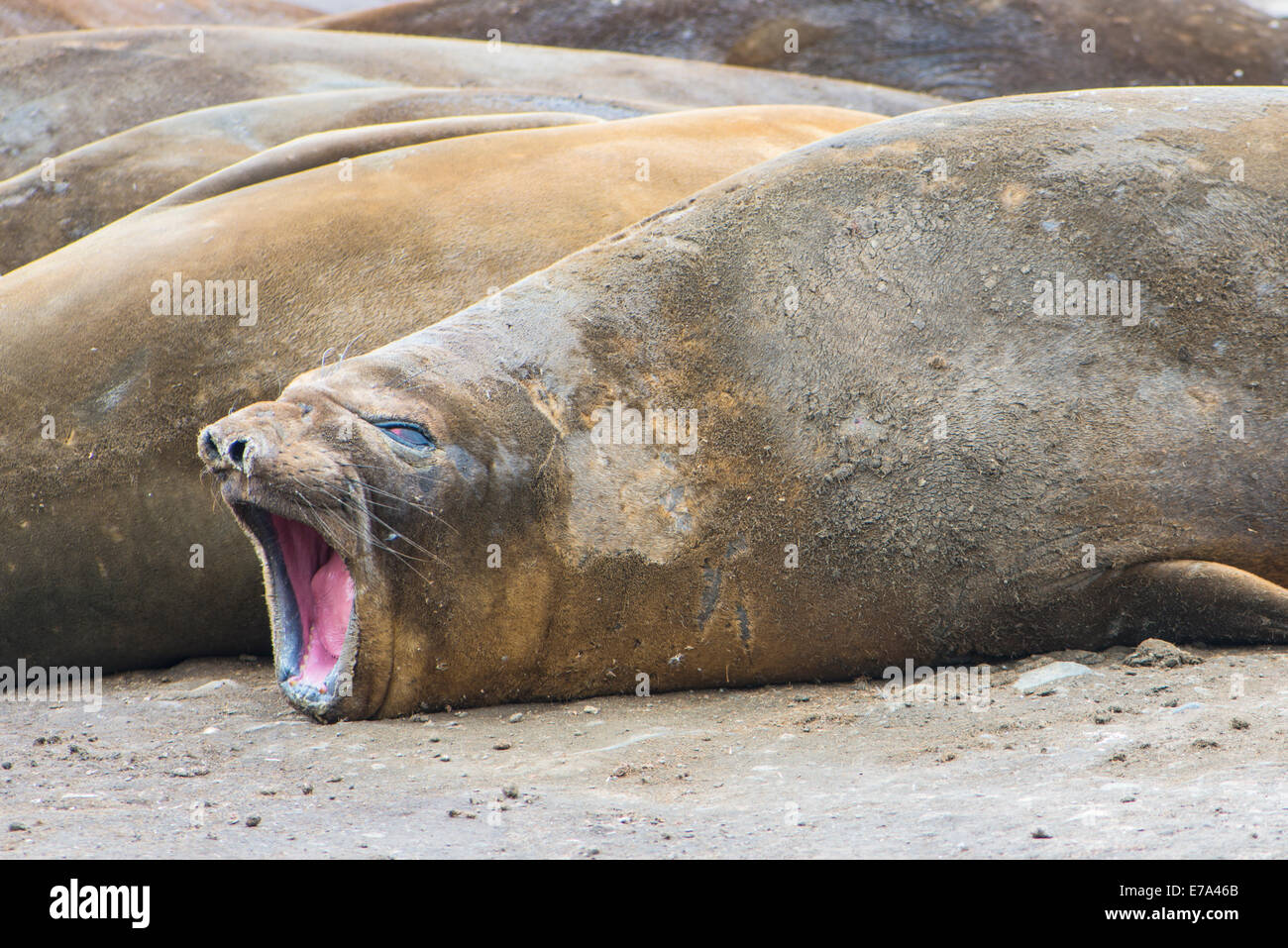 Elephant seals, Antarctic peninsula Stock Photo - Alamy