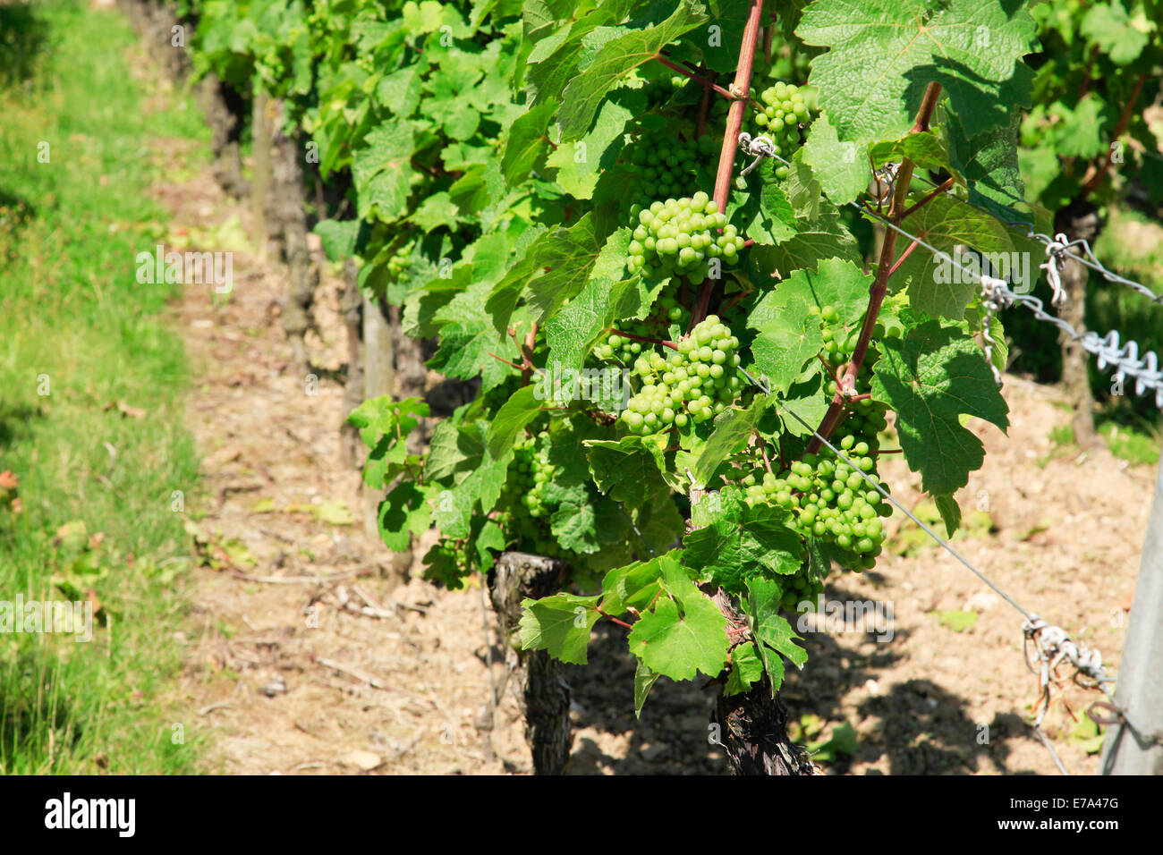 German cultured hi-res stock photography and images - Alamy