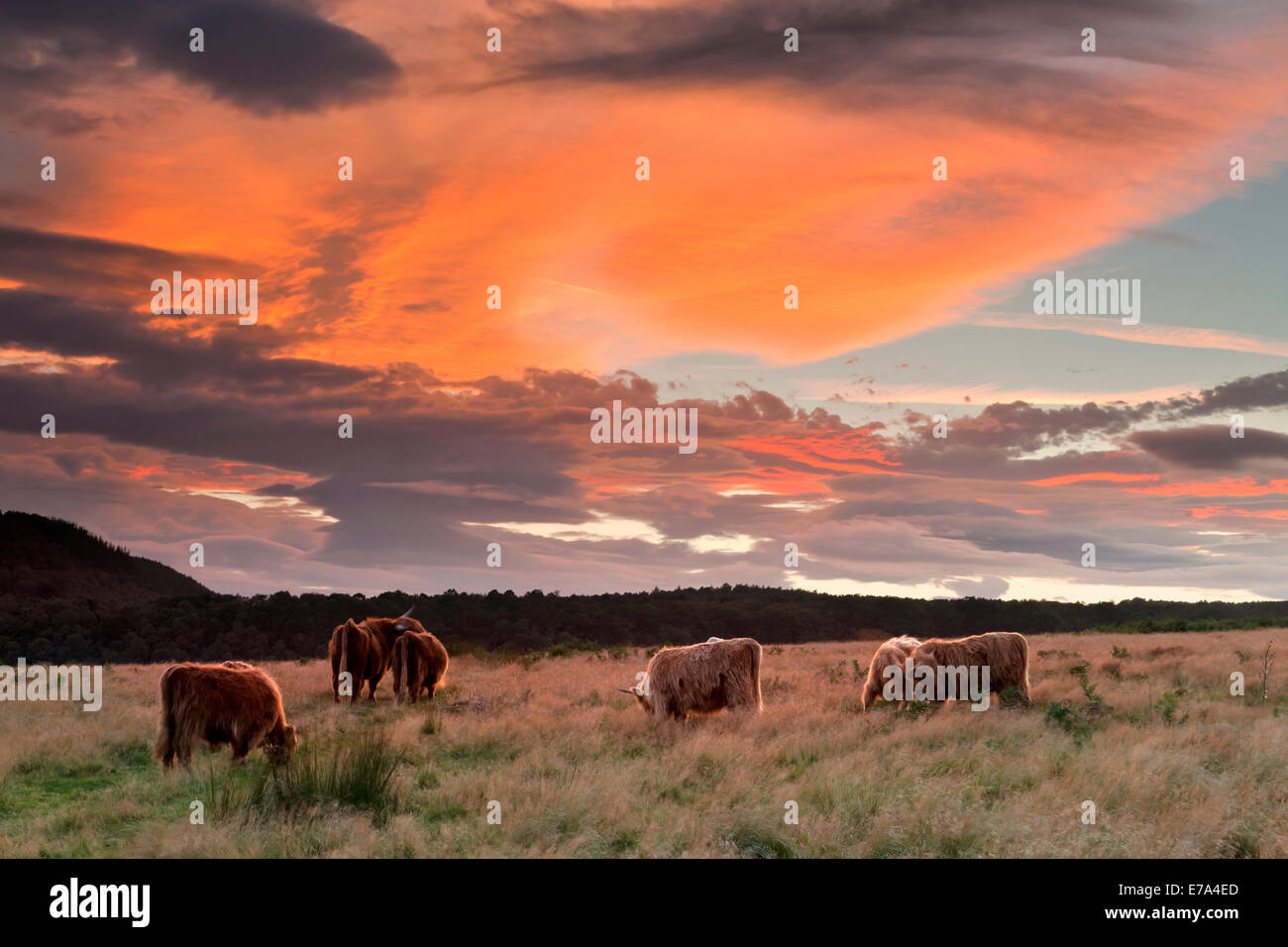 Highland cattle grazing under a red sky sunset on Levisham Moor, The ...