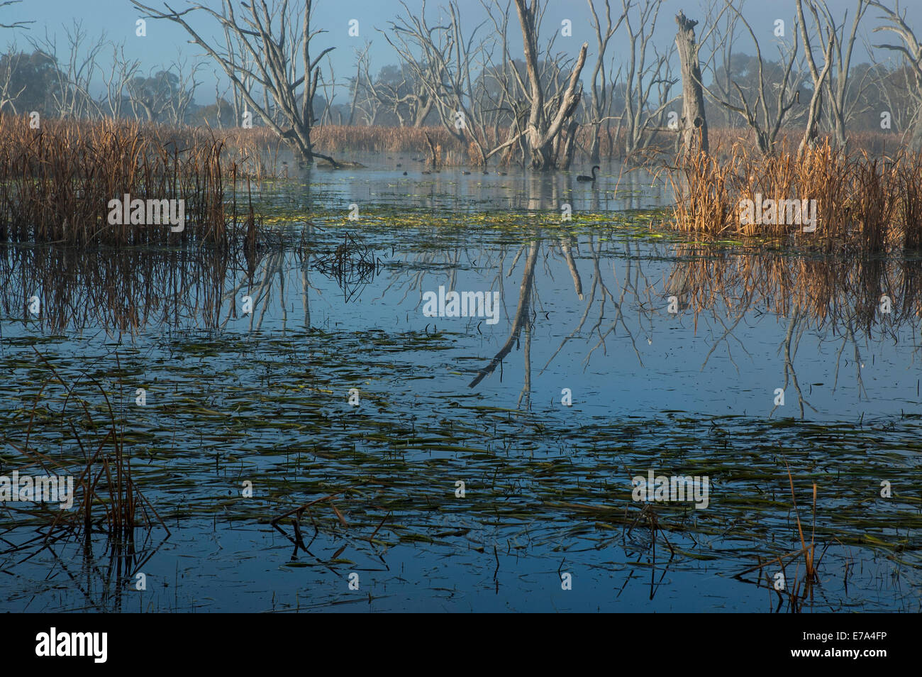 Swamp australia hi-res stock photography and images - Alamy