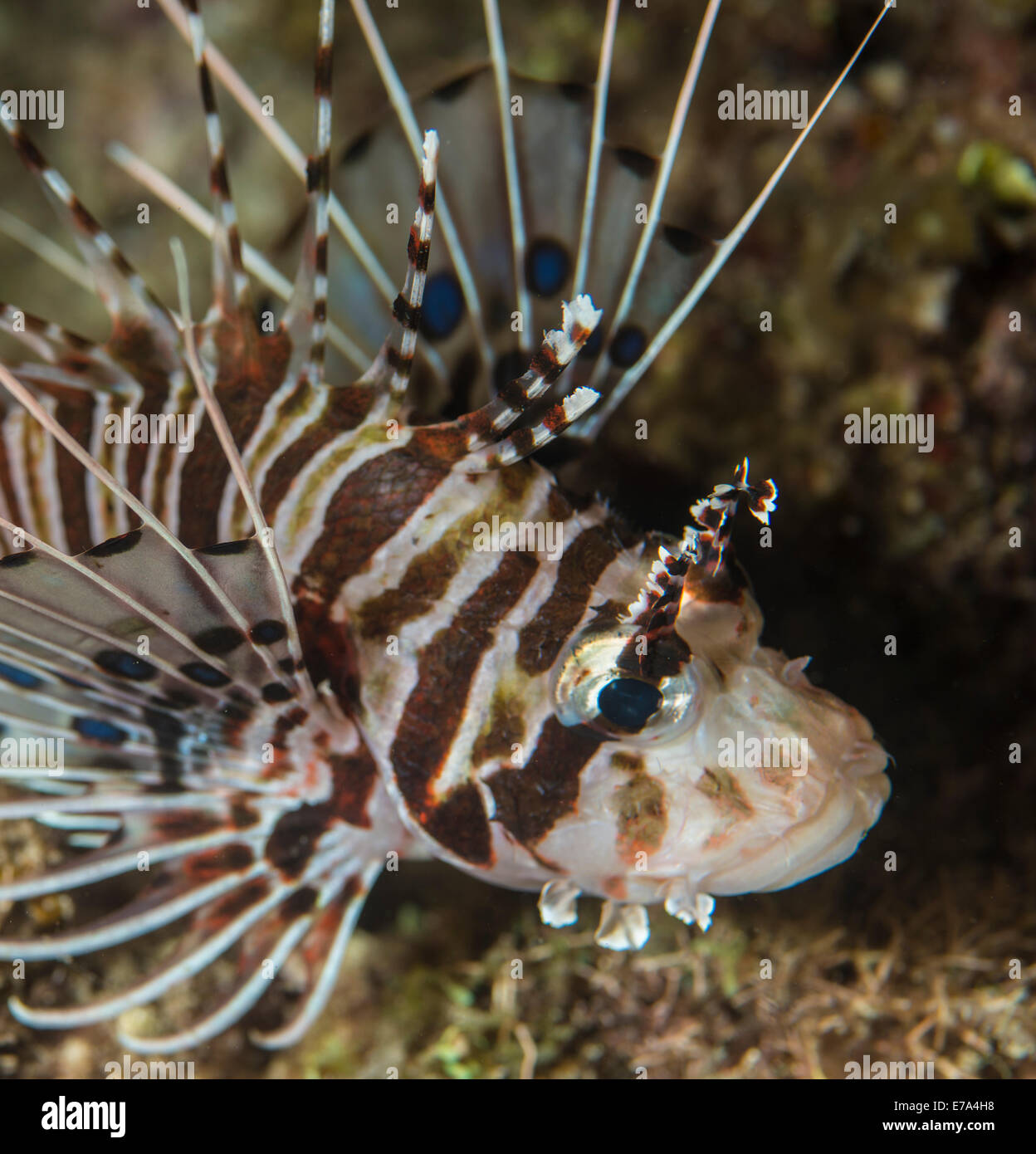 Lionfish - pterois Stock Photo - Alamy