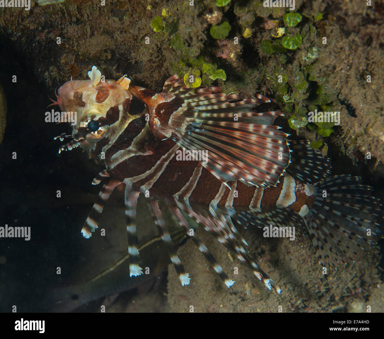 Lionfish - pterois Stock Photo - Alamy