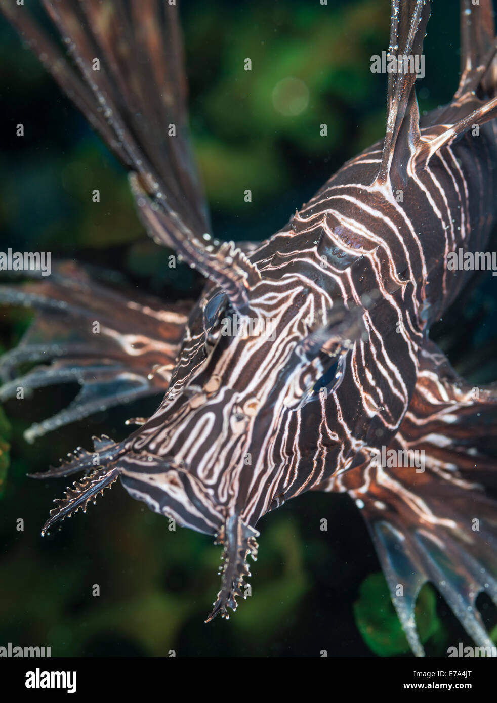 Lionfish - pterois Stock Photo - Alamy