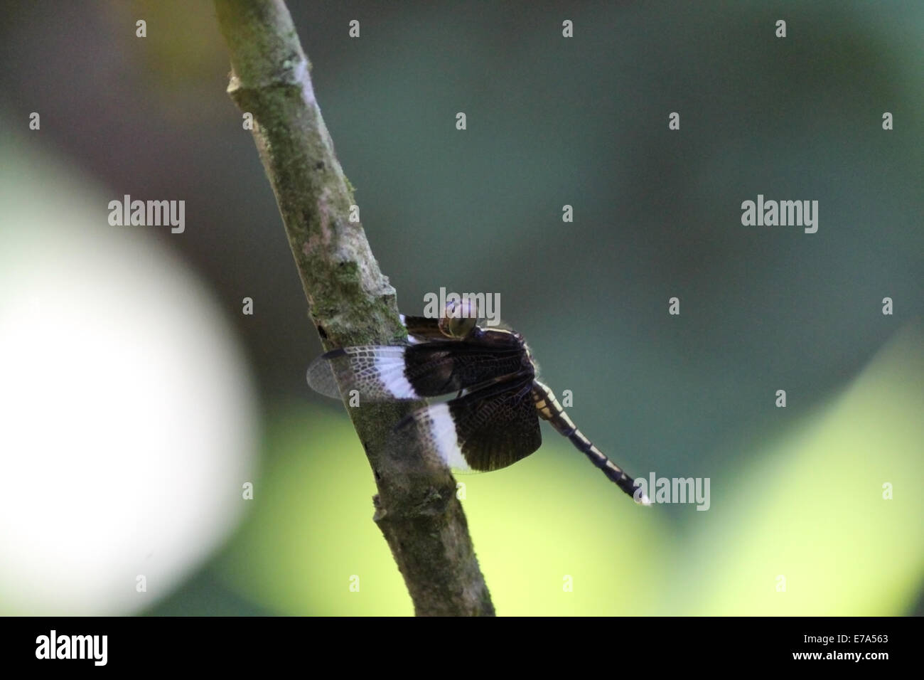 Very beautiful Indian Dragonfly resting on a plant Stock Photo - Alamy