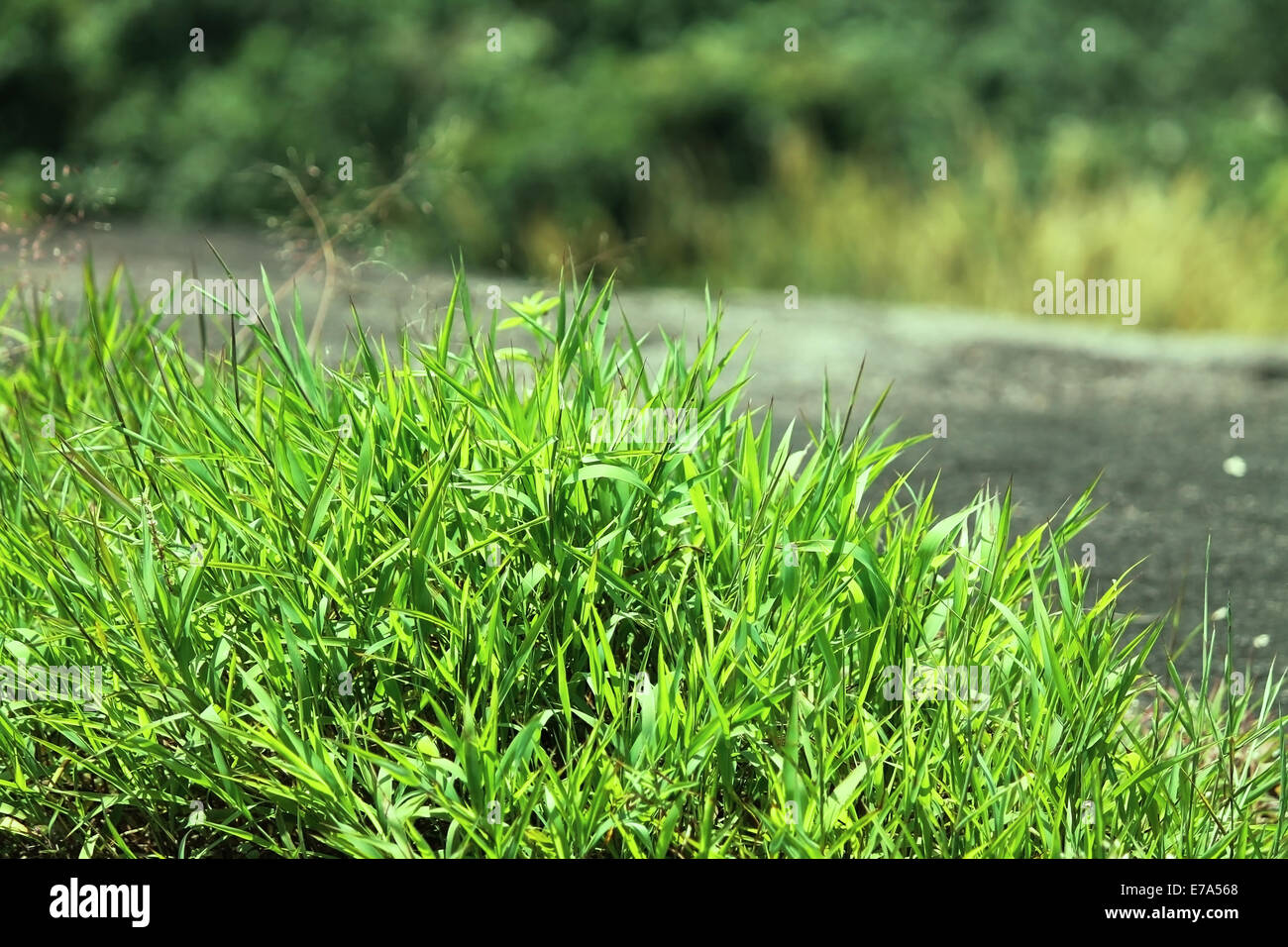 Green Grass field on rock Stock Photo - Alamy