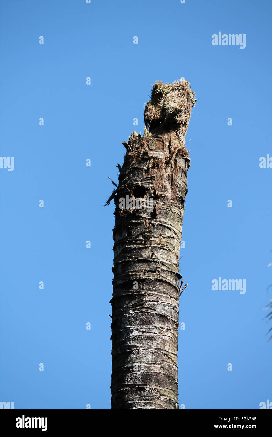 Old Dead Coconut Tree Stock Photo - Alamy
