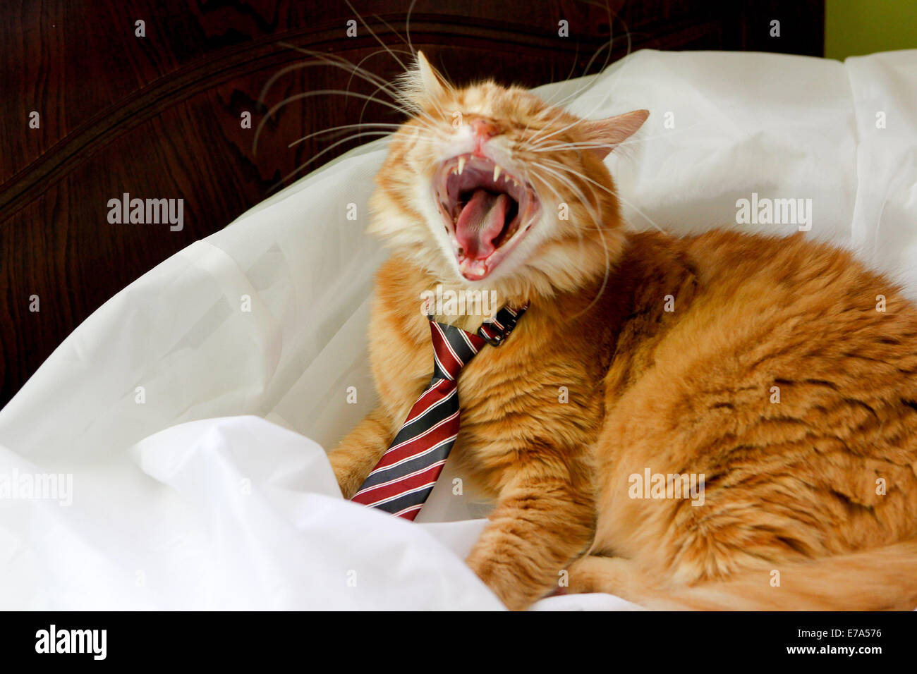 Resting funny yawn yawning pet hi-res stock photography and images - Alamy