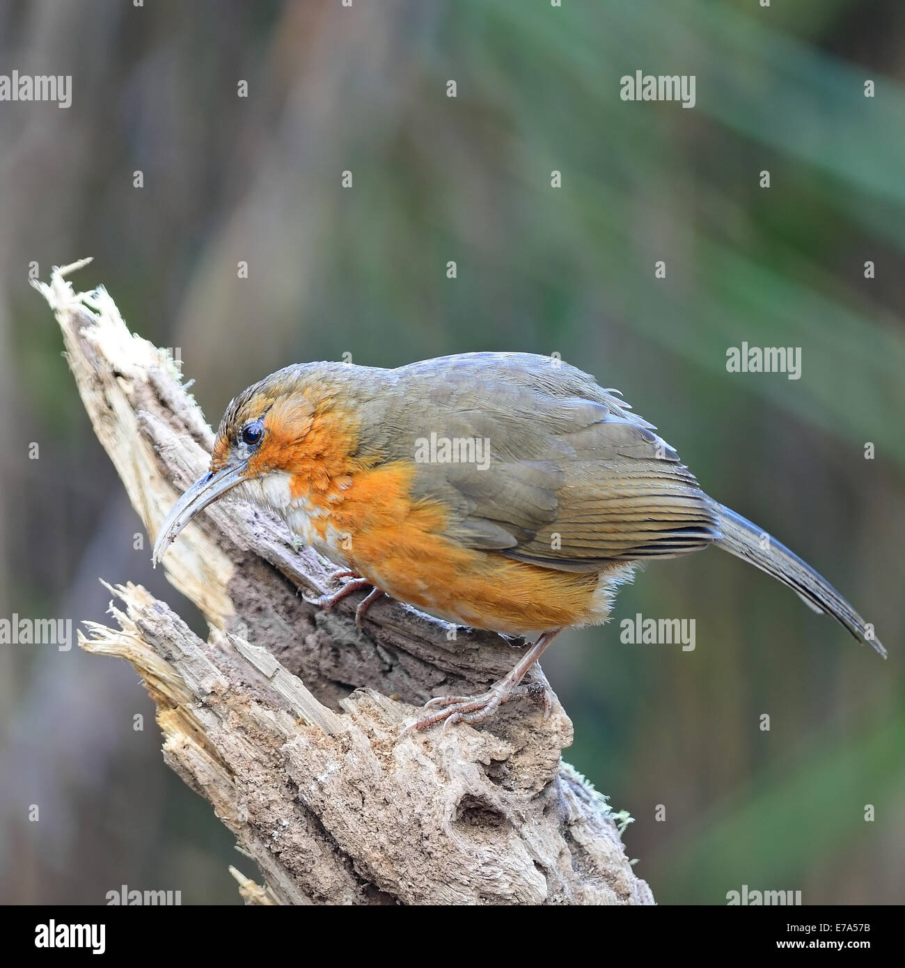 Brown bird, Rusty-cheeked Scimitar-babbler (Pomatorhinus erythrogenys ...