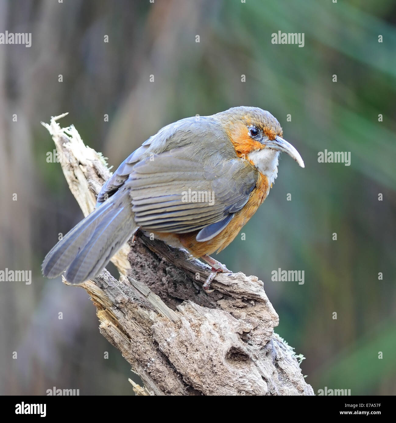 Pomatorhinus hi-res stock photography and images - Alamy