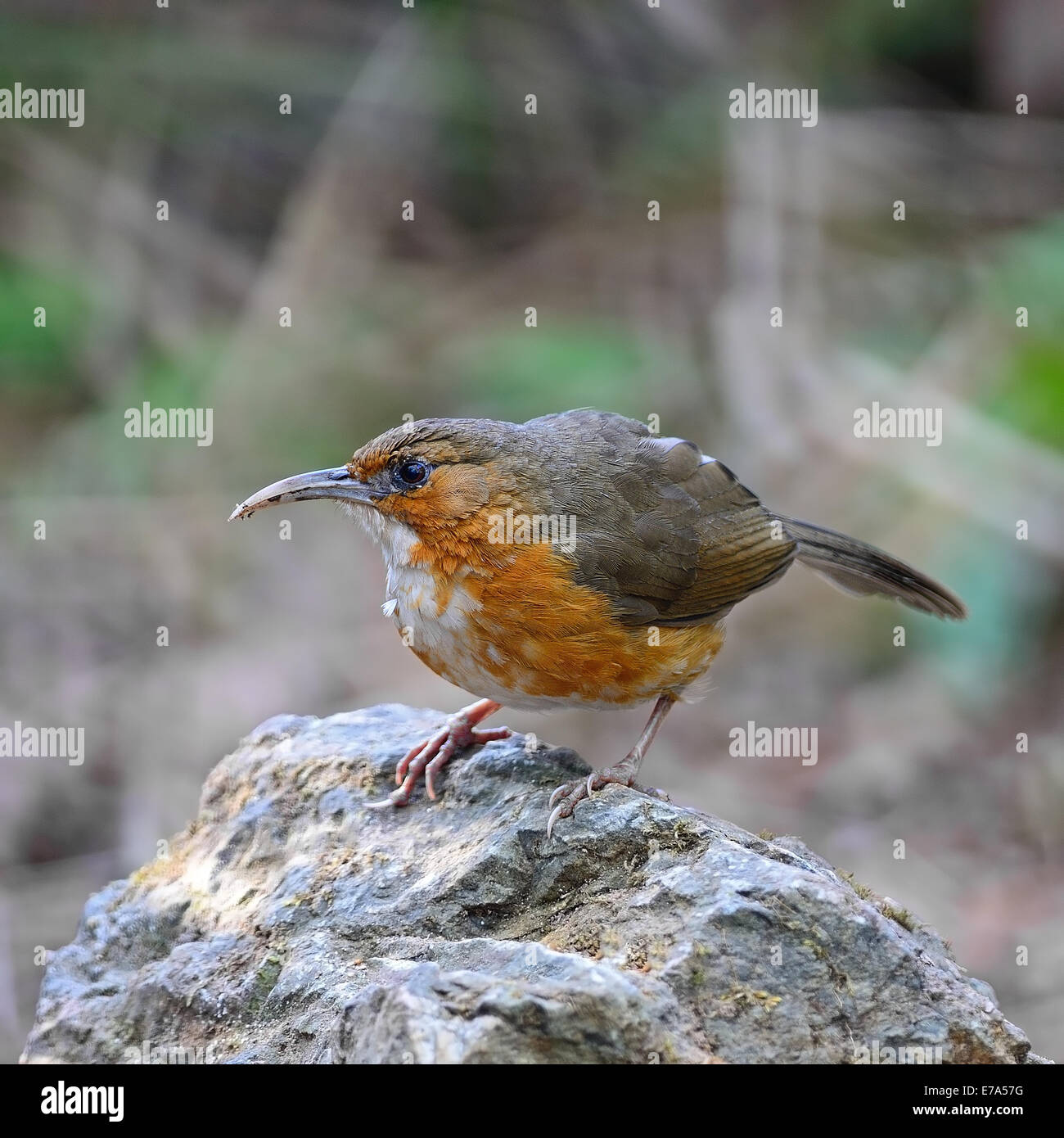 Brown bird, Rusty-cheeked Scimitar-babbler (Pomatorhinus erythrogenys ...