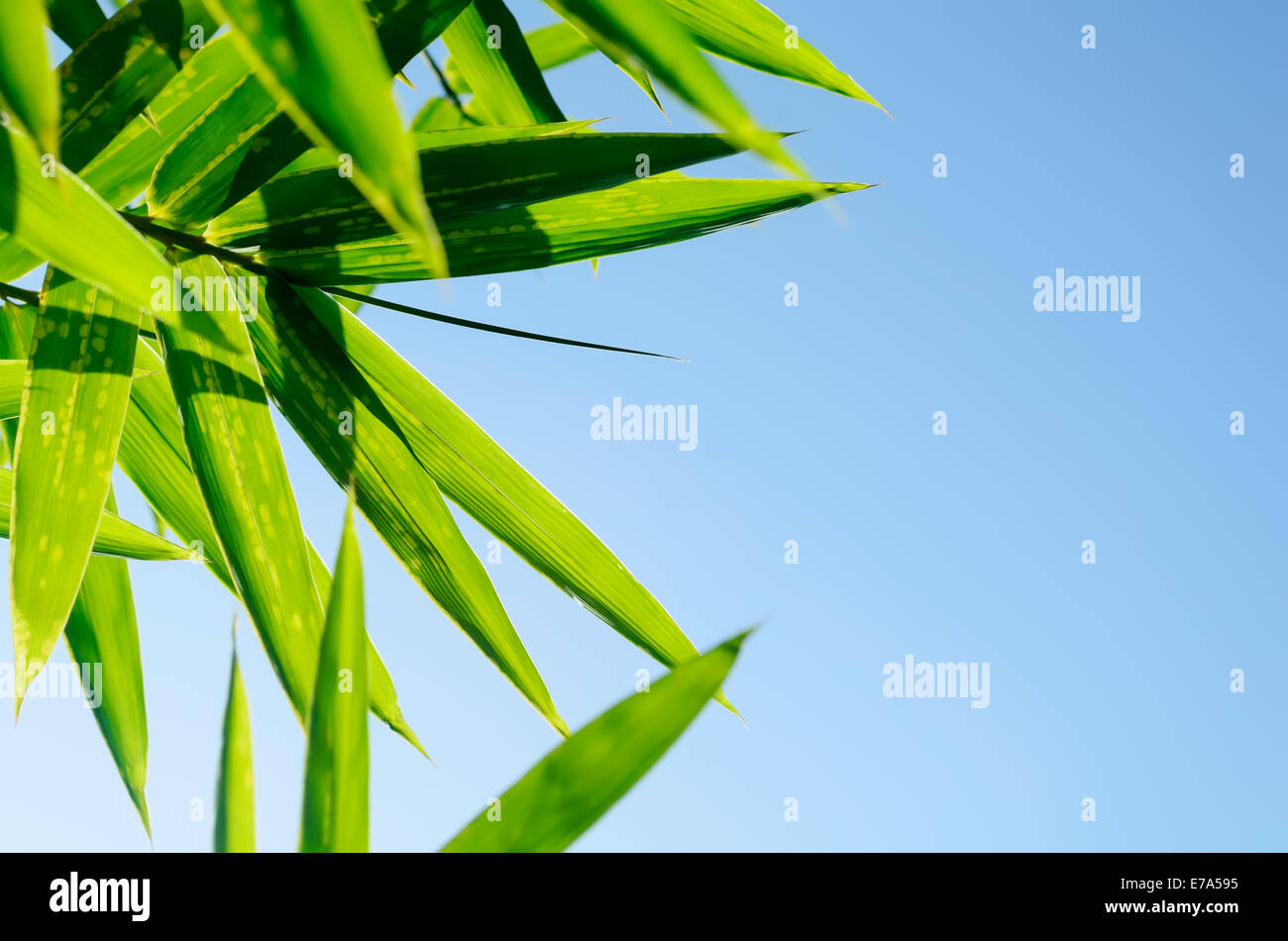 Beautiful morning green bamboo leaves hi-res stock photography and ...