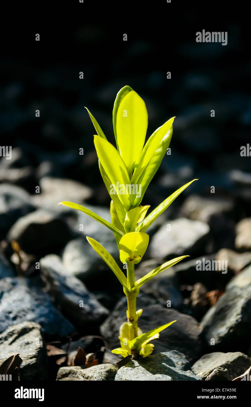 Gravel plant hi-res stock photography and images - Alamy