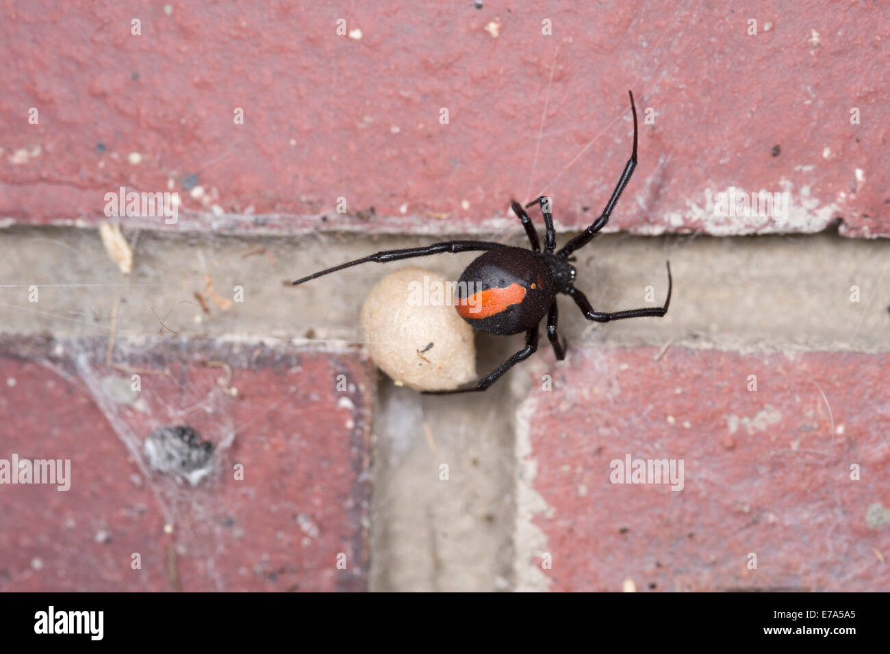 Australian female red-back spider with egg sac Stock Photo - Alamy