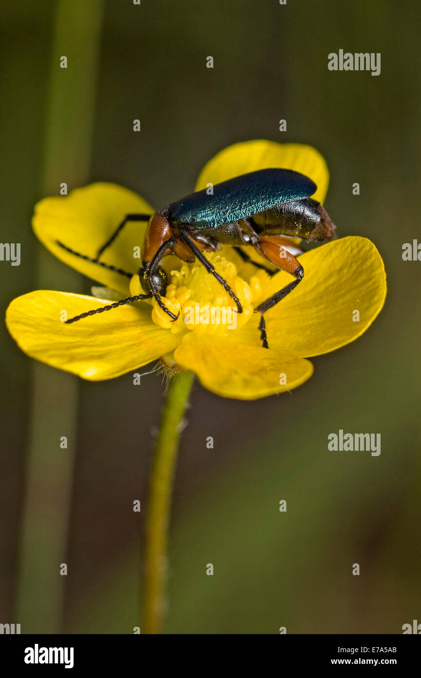 Australian buttercup flower hi-res stock photography and images - Alamy