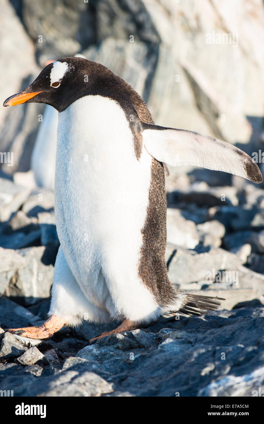 Gentoo penguin, Antarctica Stock Photo - Alamy
