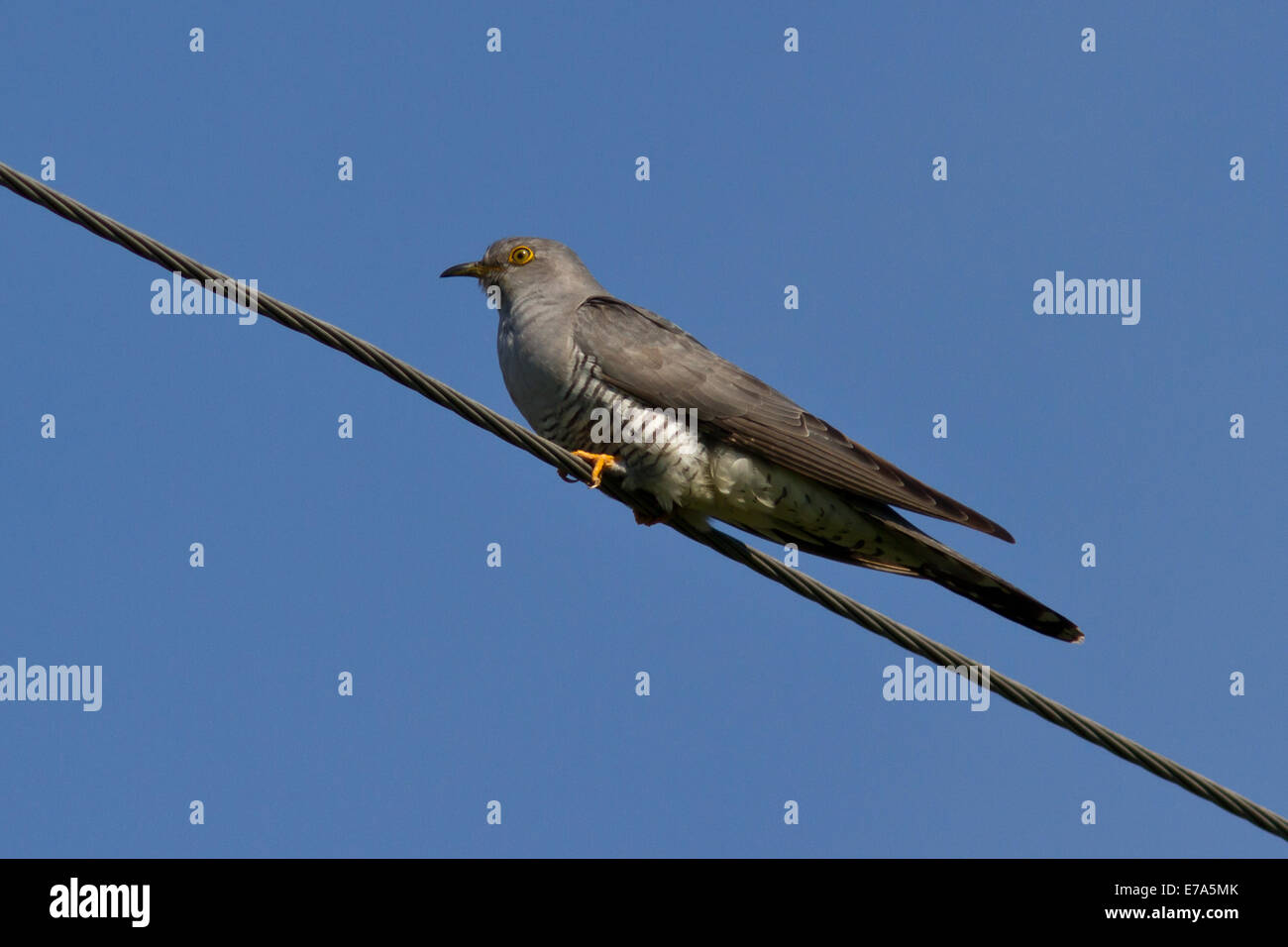 cuckoo is sitting on wires sunny summer day Stock Photo - Alamy