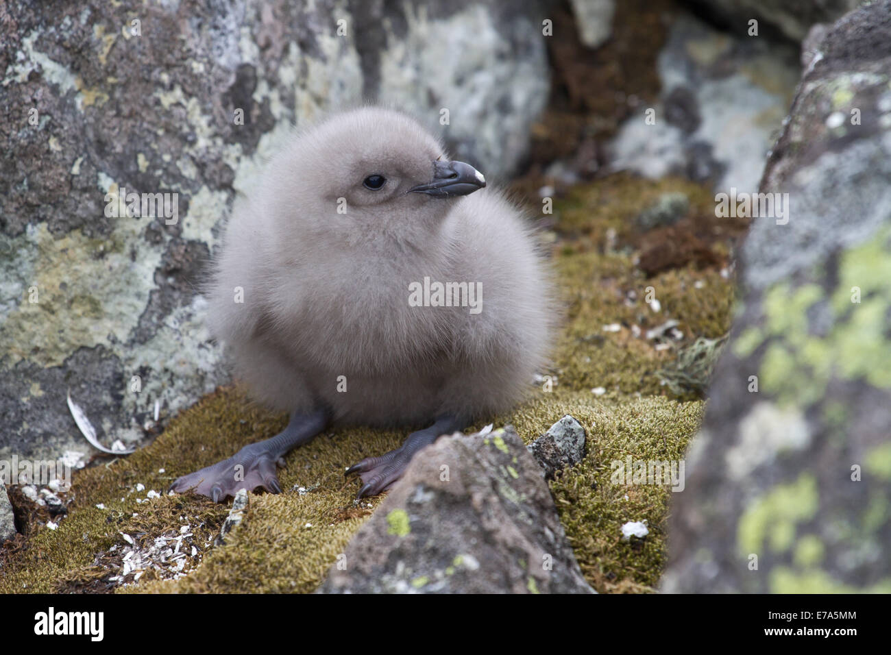 downy chick South Polar Skua among the rocks near the nest Stock Photo ...
