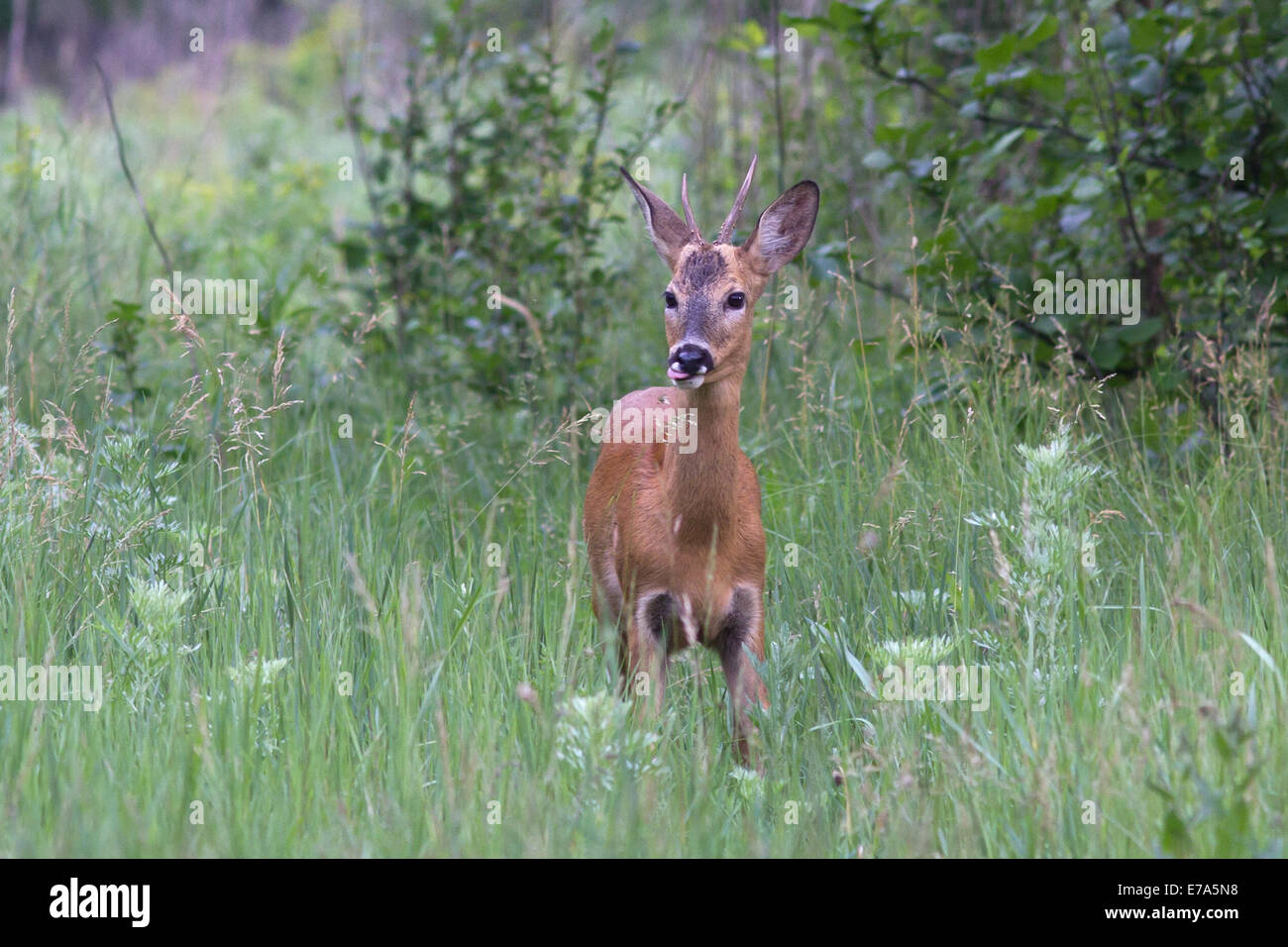 Young roebuck capreolus capreolus in a meadow hi-res stock photography ...