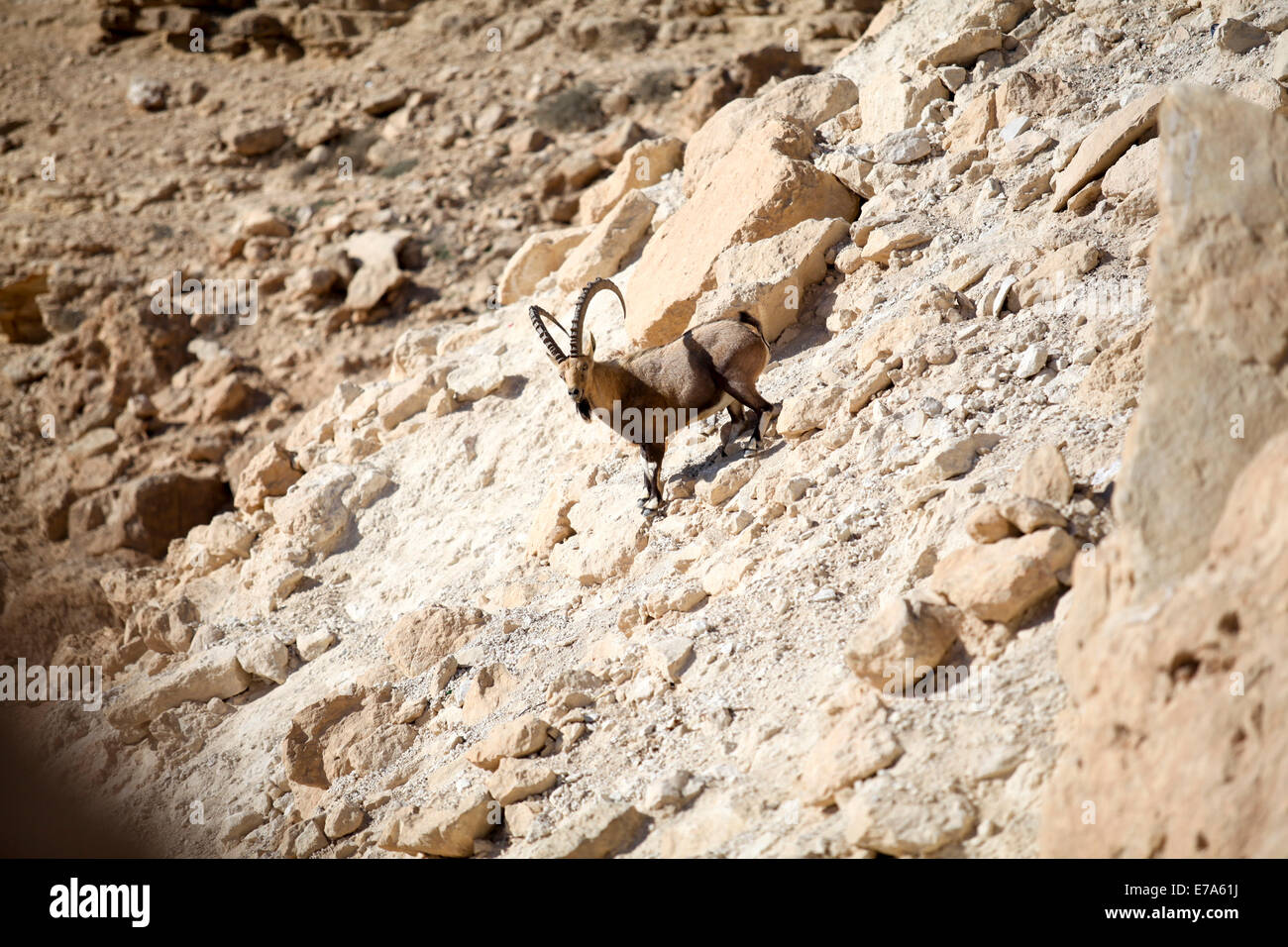 Male Nubian Ibex (Capra ibex nubiana), standing on edge of the Ramon ...