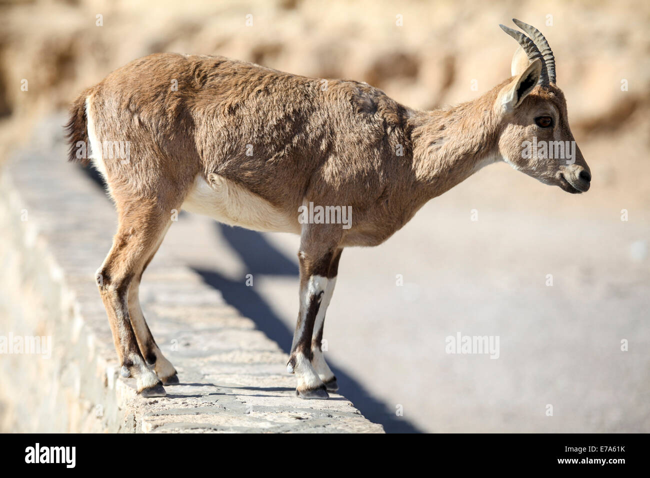 Female Nubian Ibex (Capra ibex nubiana), standing on edge of the Ramon ...