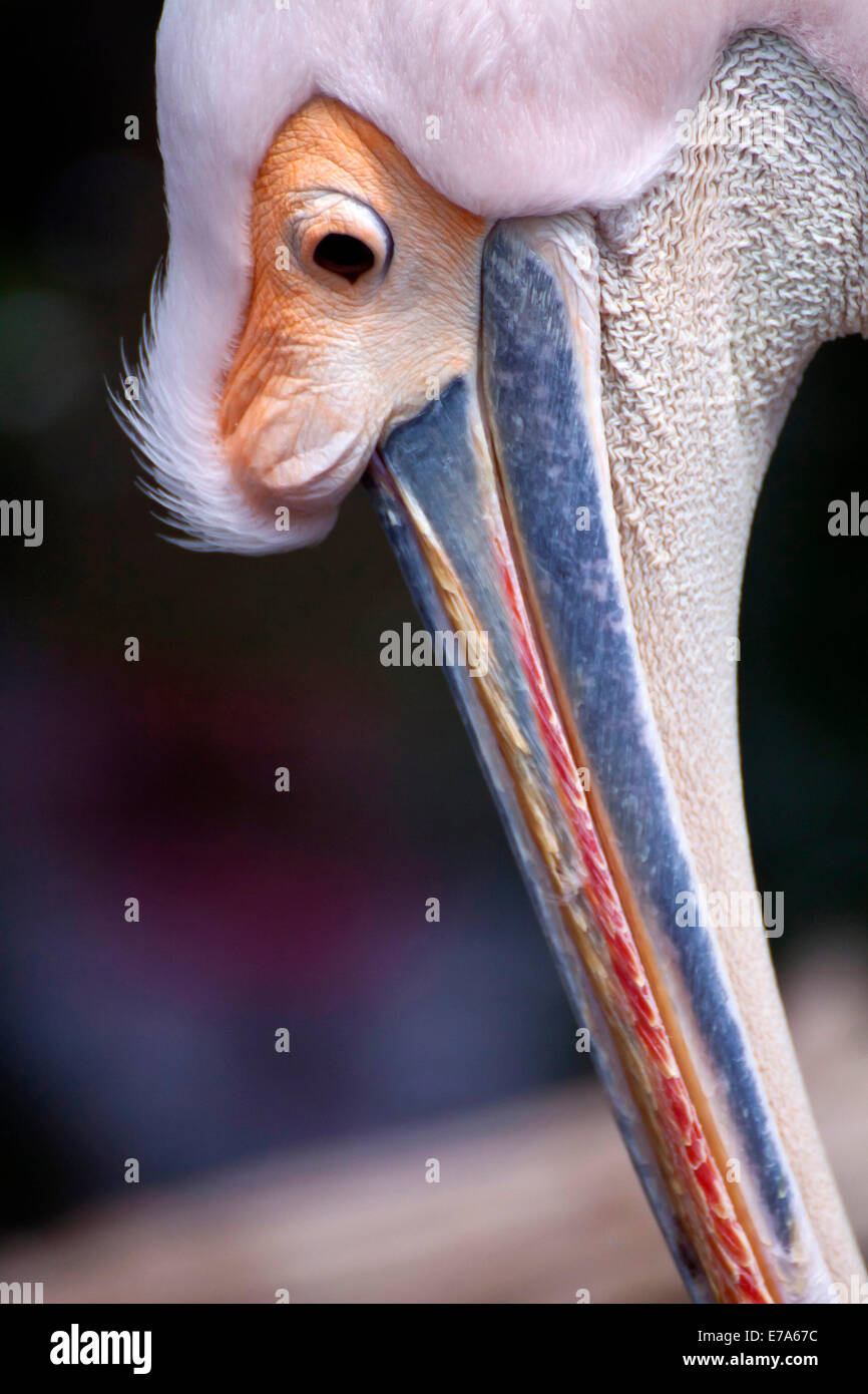Close-up of pelican head Stock Photo - Alamy