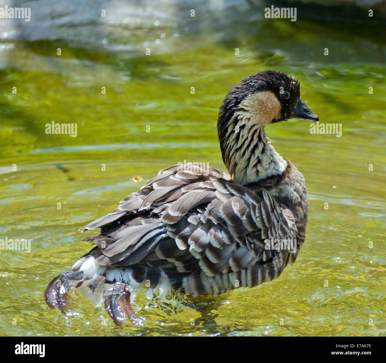 Duck bathing in a pond Stock Photo - Alamy