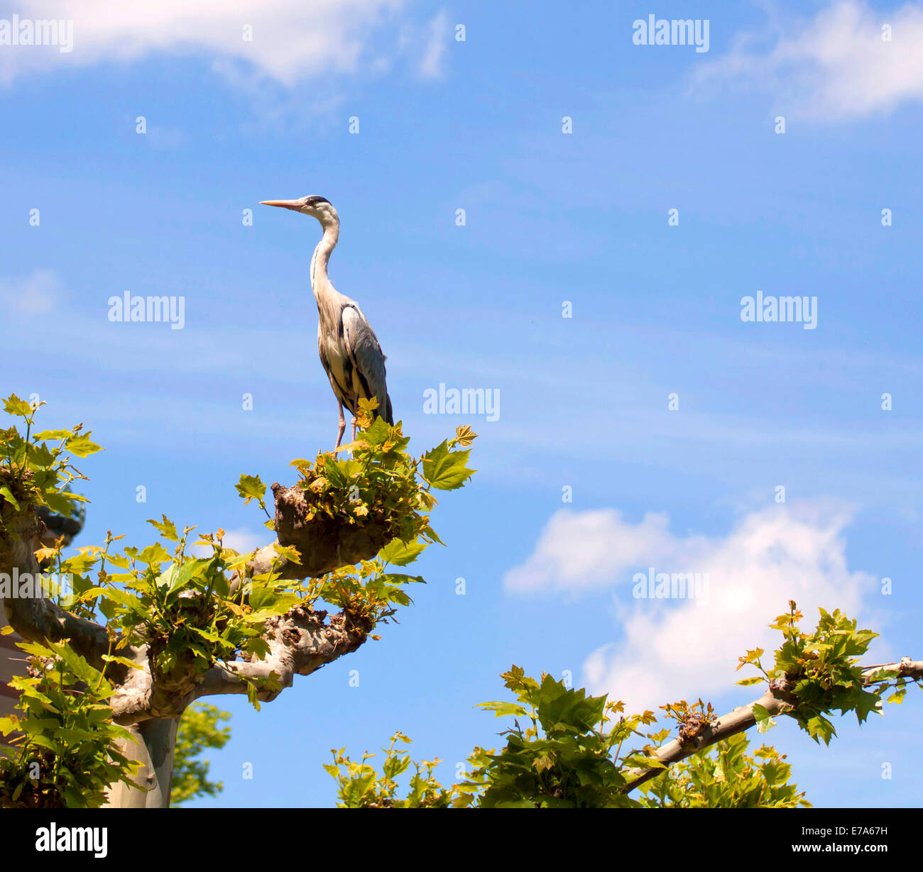 Stork nesting over a tree top Stock Photo - Alamy