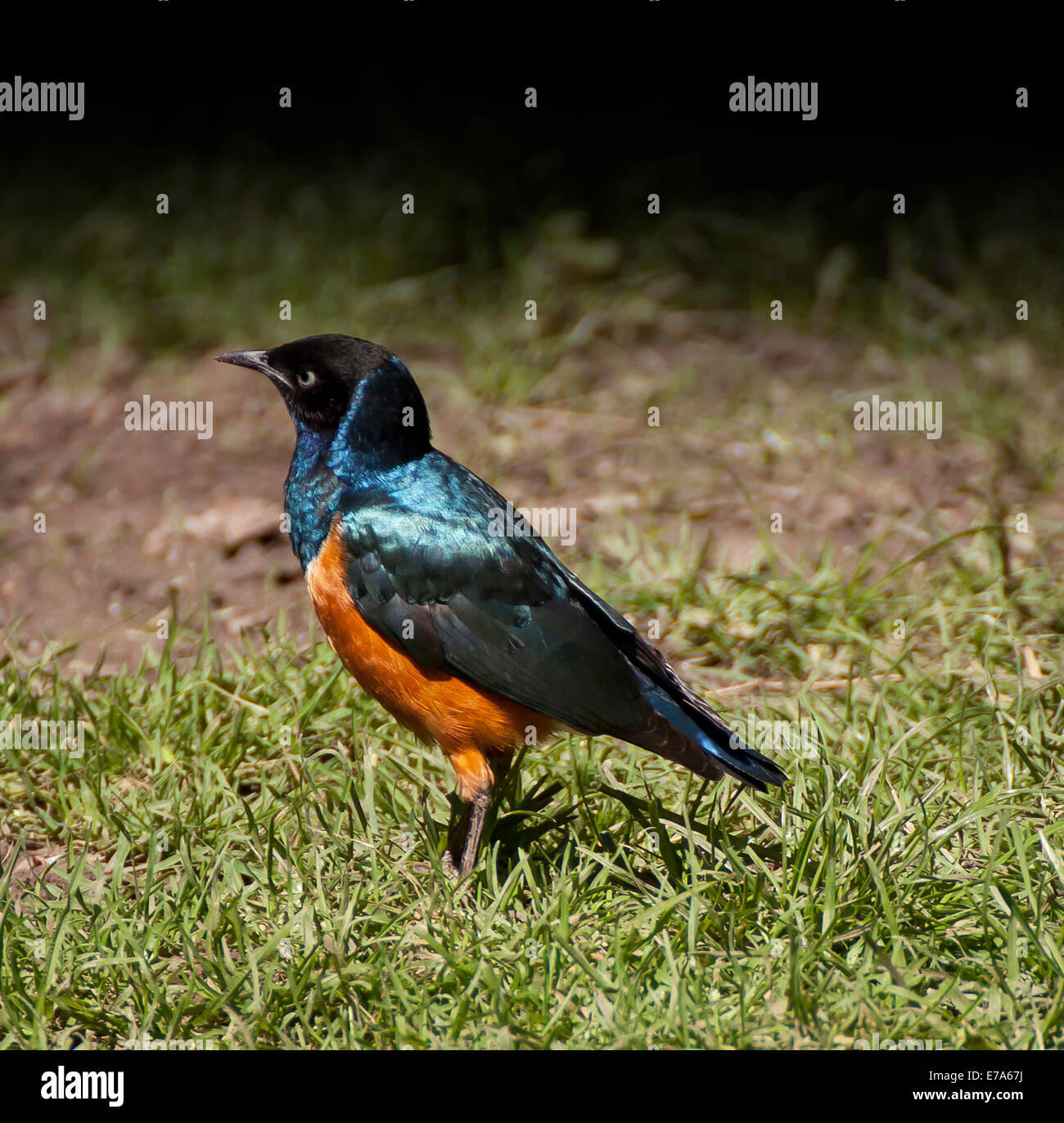 Beautiful specimen of tanager with vivid colors plumage Stock Photo - Alamy