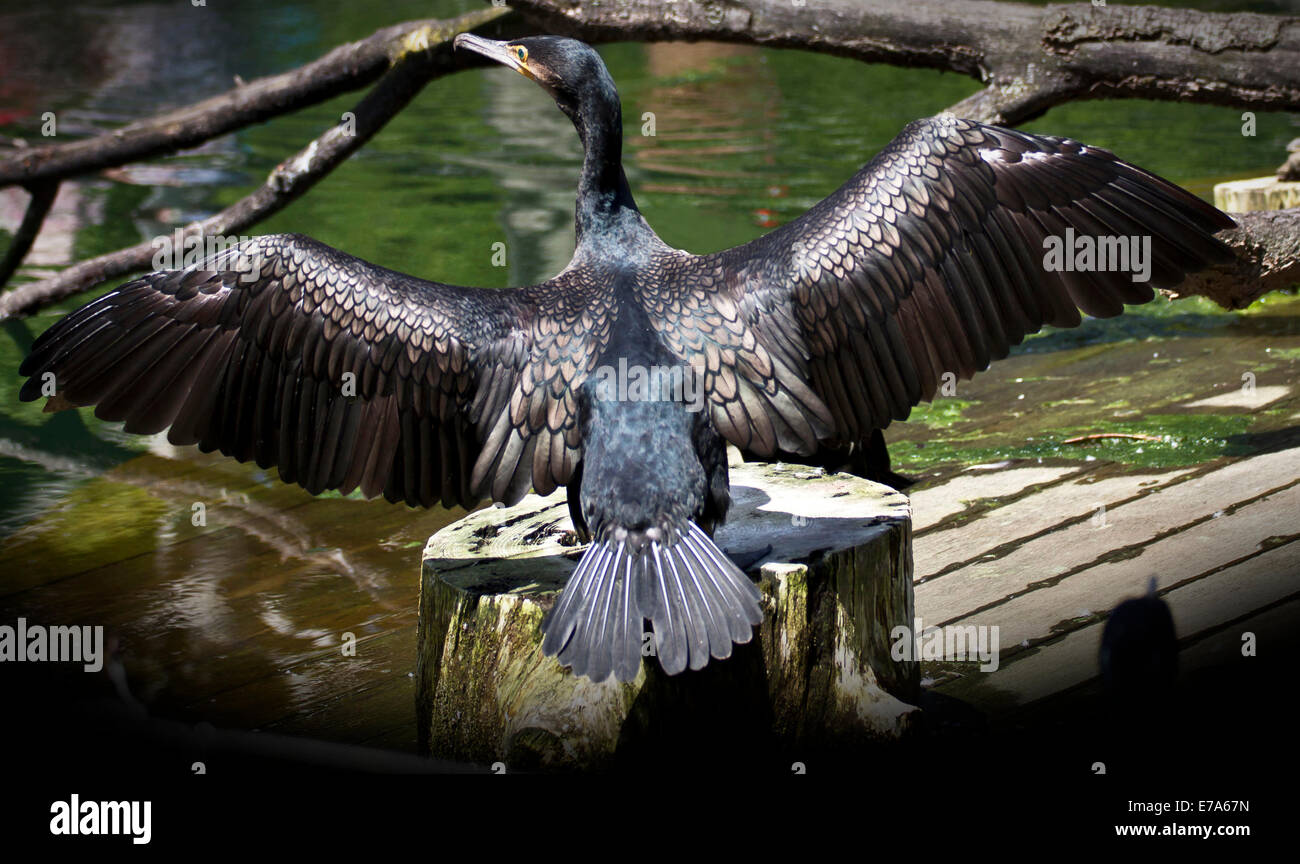 Cormorant spreading wings outdoor Stock Photo - Alamy