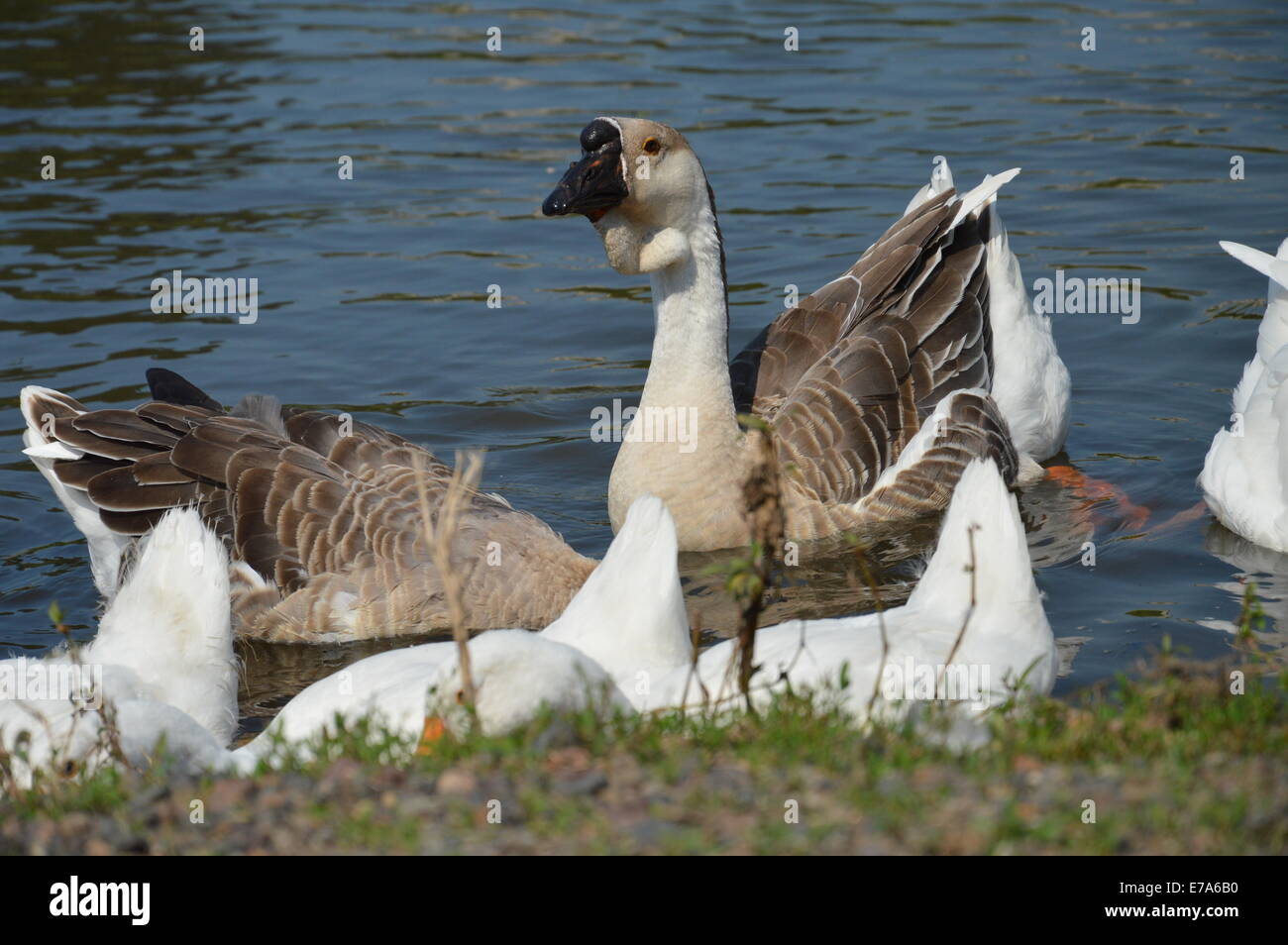 Animals that swim hi-res stock photography and images - Alamy