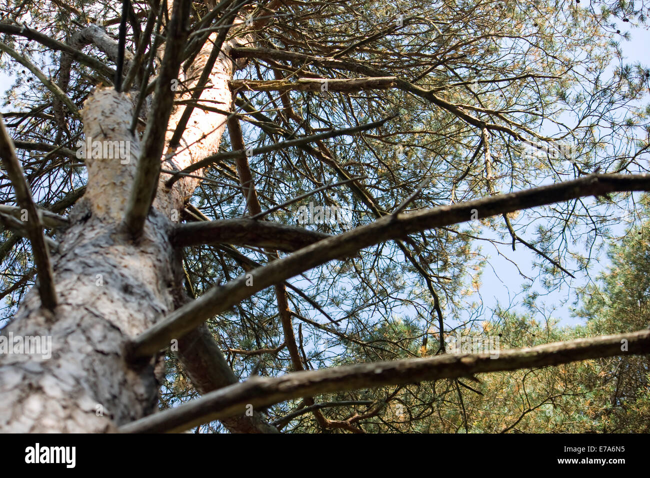 looking up through the branches of a tree Stock Photo - Alamy
