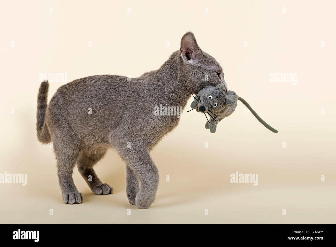 Side view russian blue cat hi-res stock photography and images - Alamy