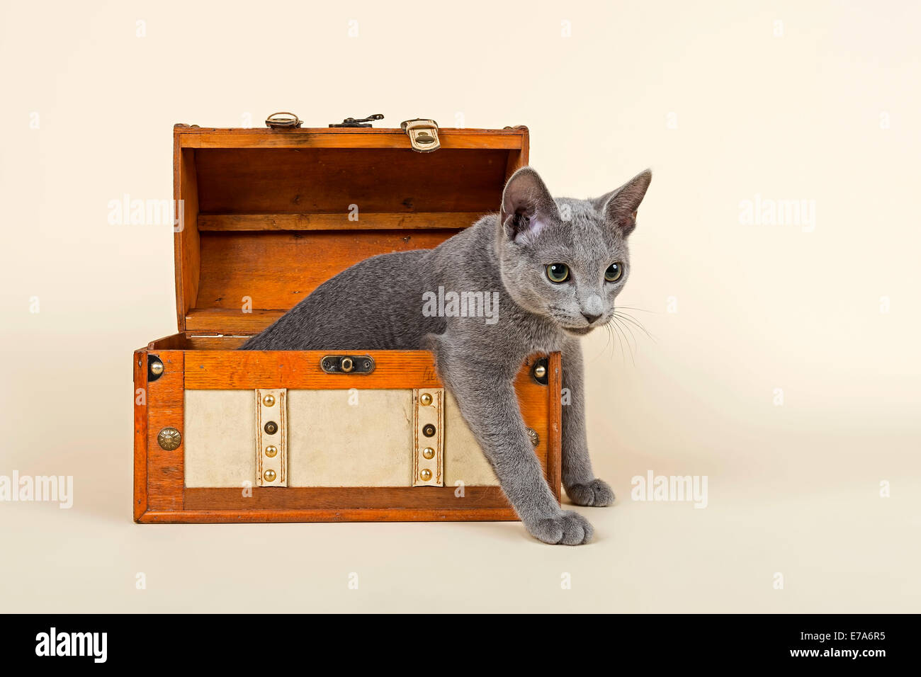 Chest single view hi-res stock photography and images - Alamy