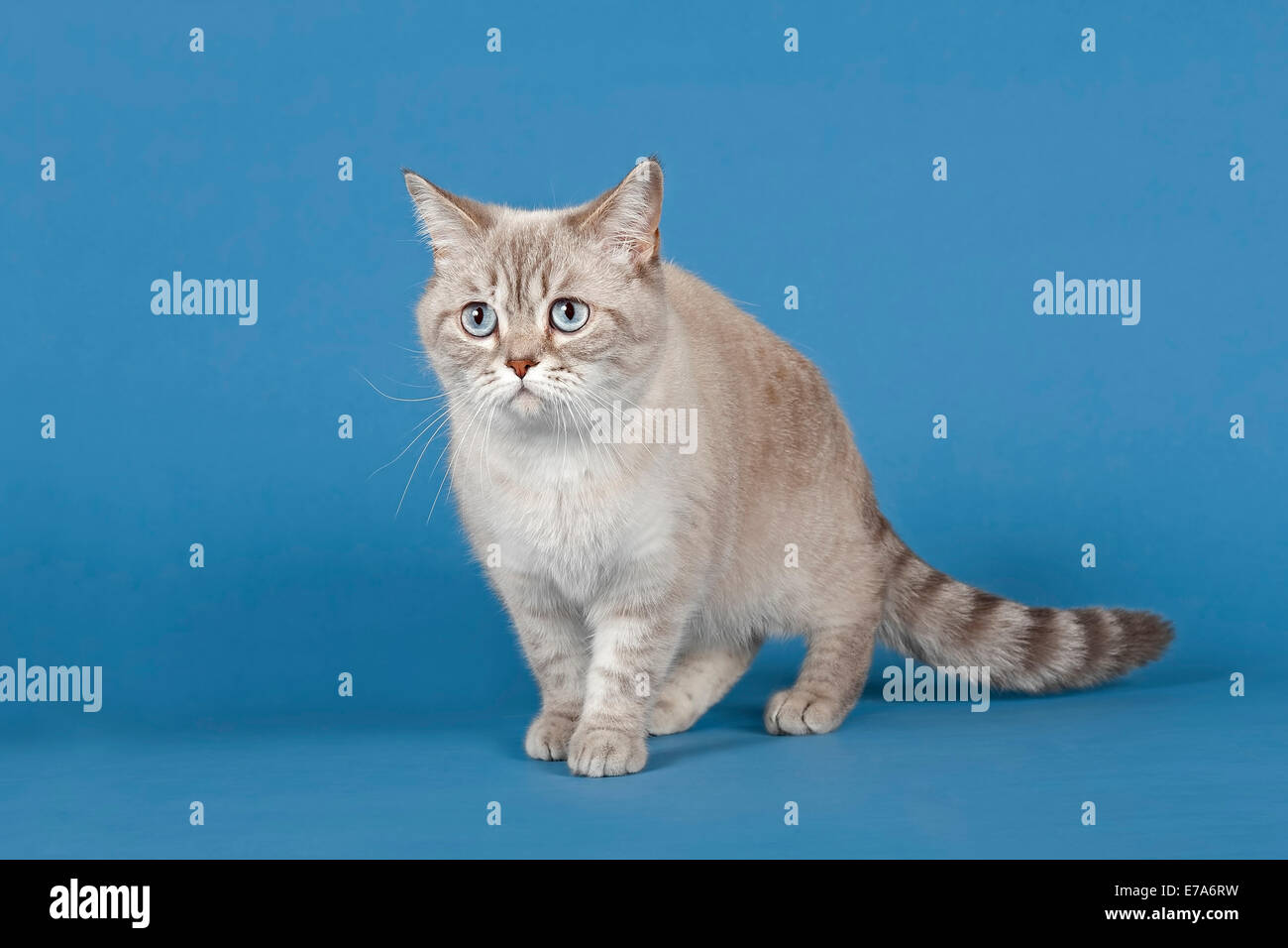 Selkirk Rex cat Stock Photo - Alamy