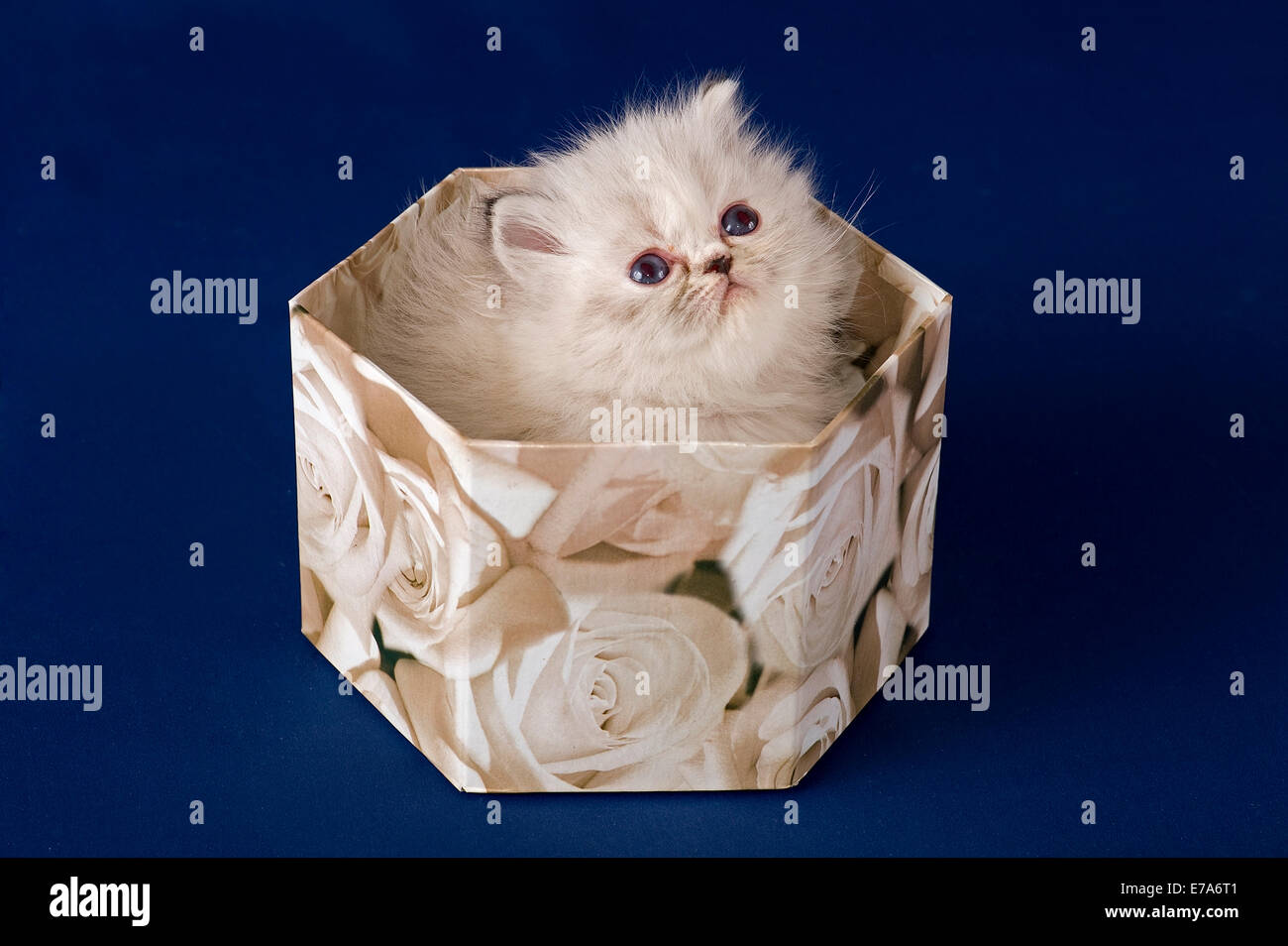 Kittens a box hi-res stock photography and images - Alamy