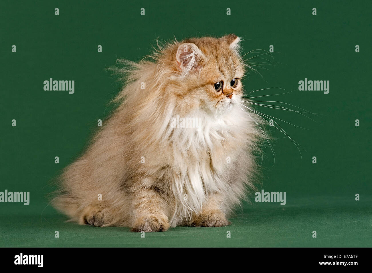 Golden persian cat hi-res stock photography and images - Alamy