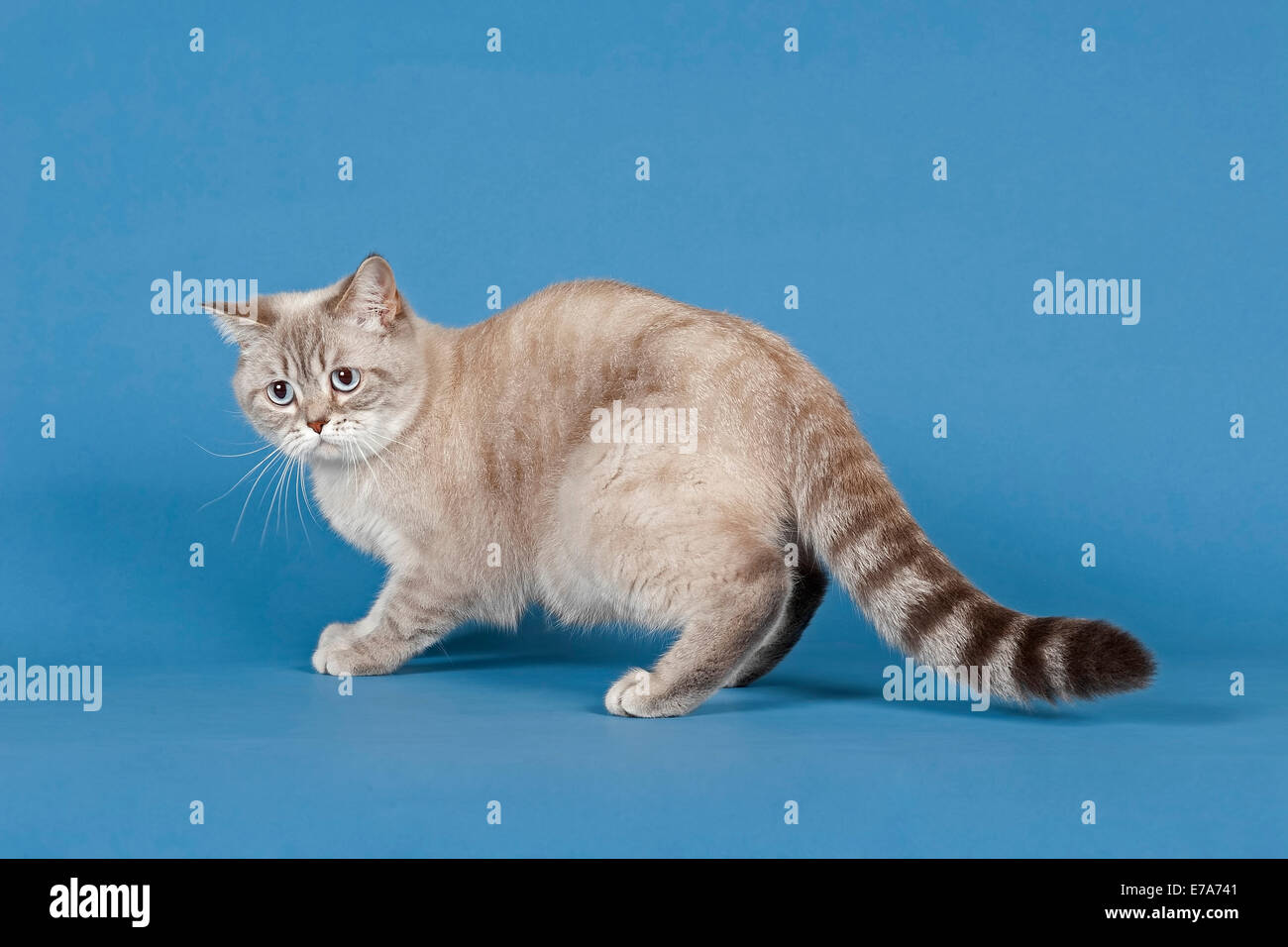 Selkirk Rex cat Stock Photo - Alamy