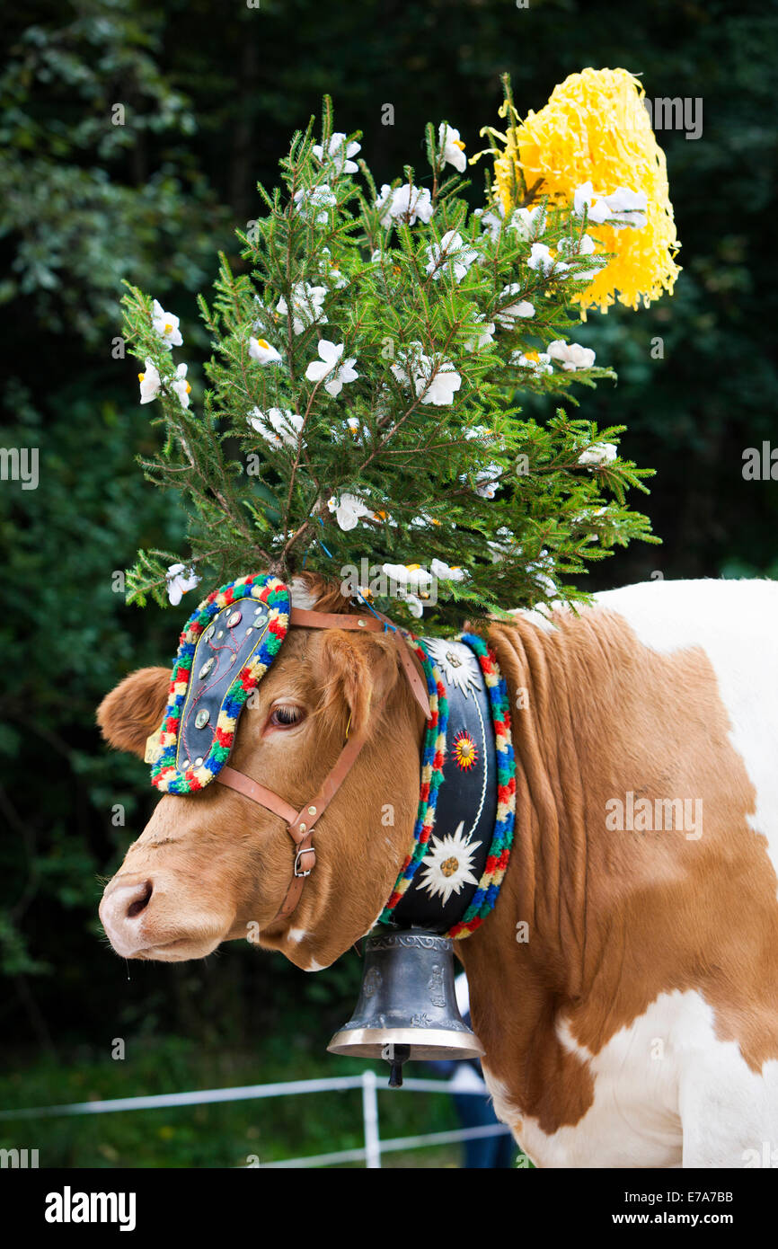 Decorated cow, Almabtrieb cattle drive, Söll, North Tyrol, Austria ...