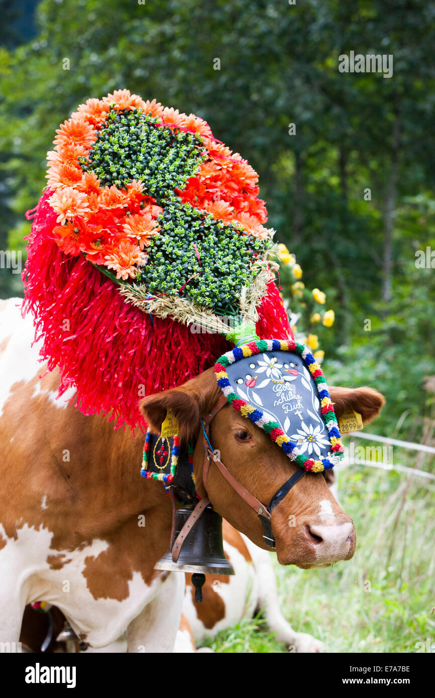 Decorated cow, Almabtrieb cattle drive, Söll, North Tyrol, Austria ...