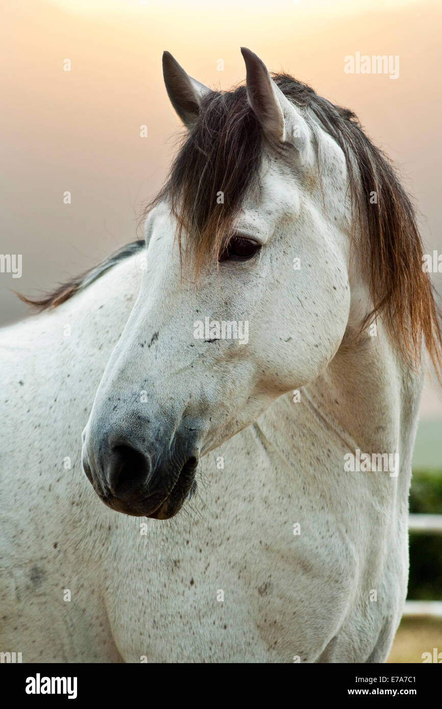 Lusitano horse, gelding, white horse, Andalusia, Spain Stock Photo - Alamy