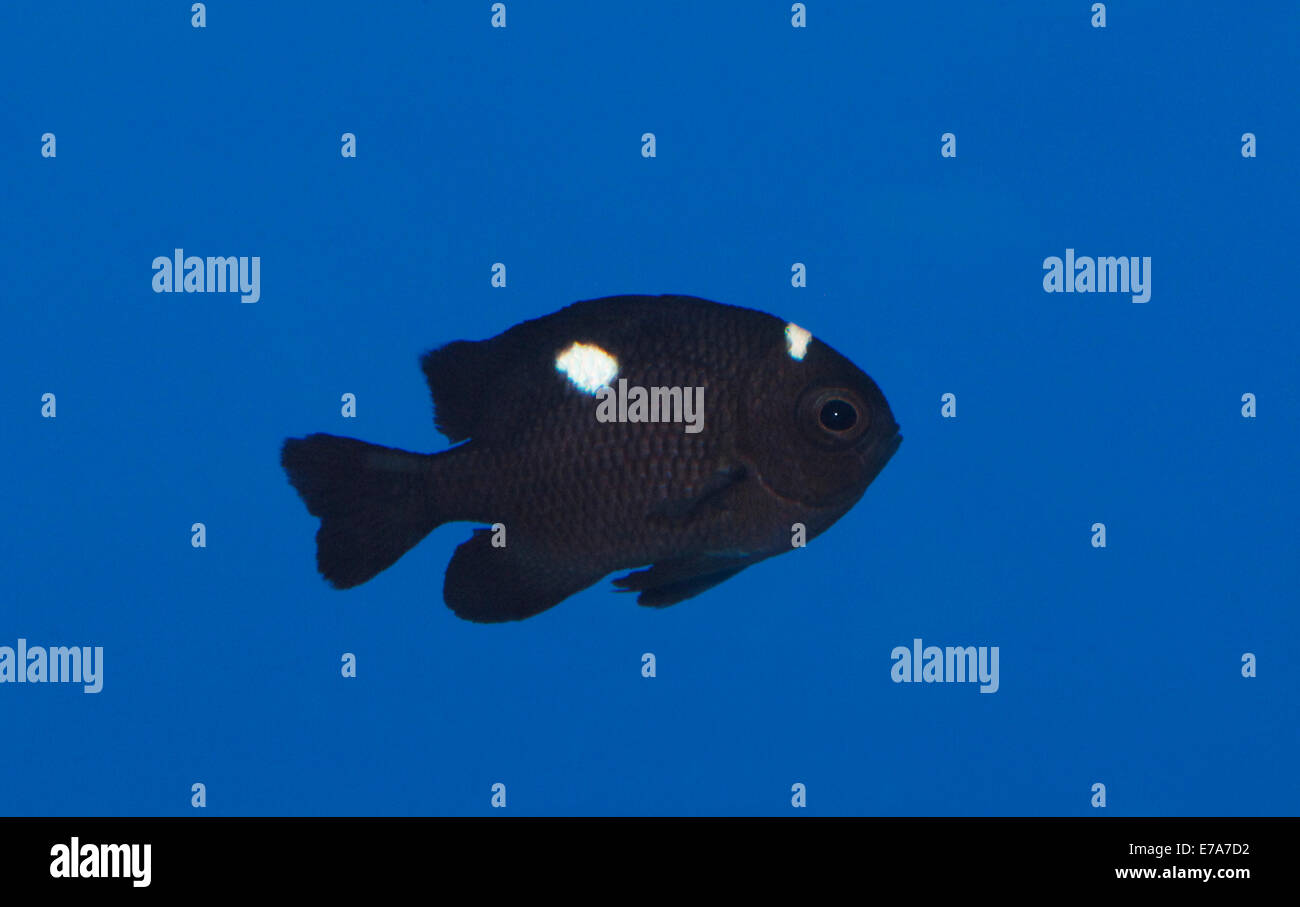 Domino Damsel Fish Stock Photo - Alamy